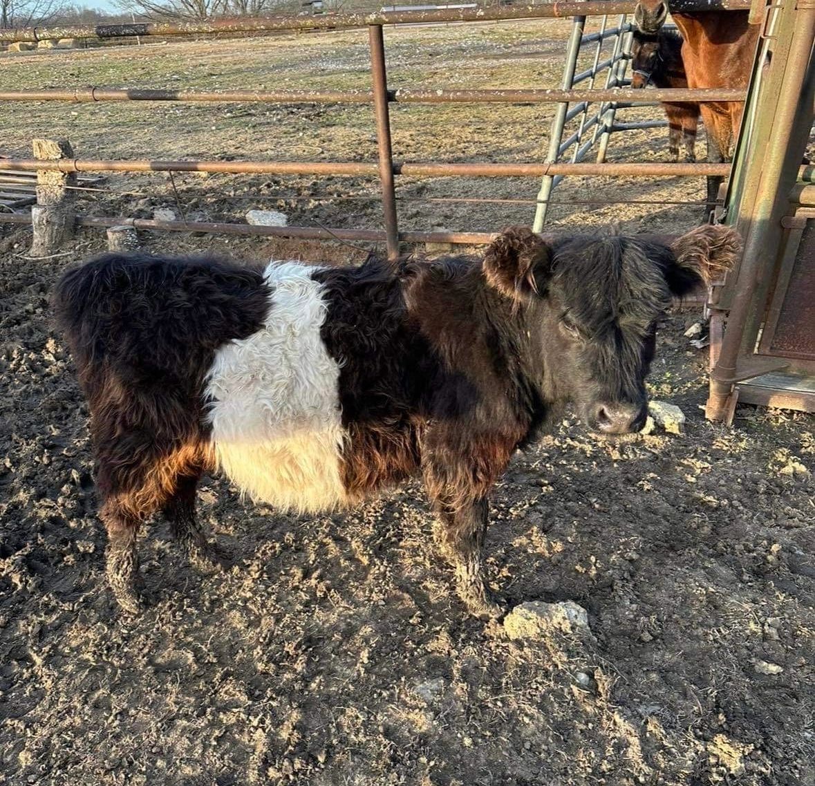 Miniature Belted Heifer