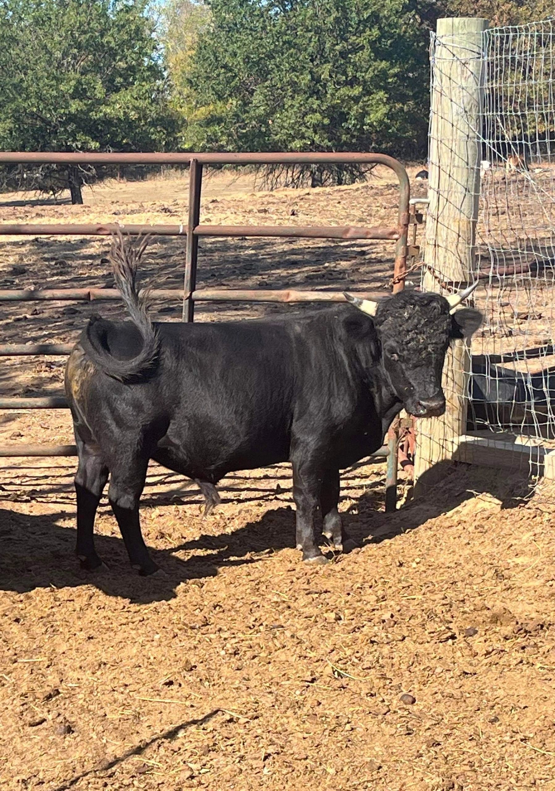 2 year old Micro Mini Black Dexter Bull