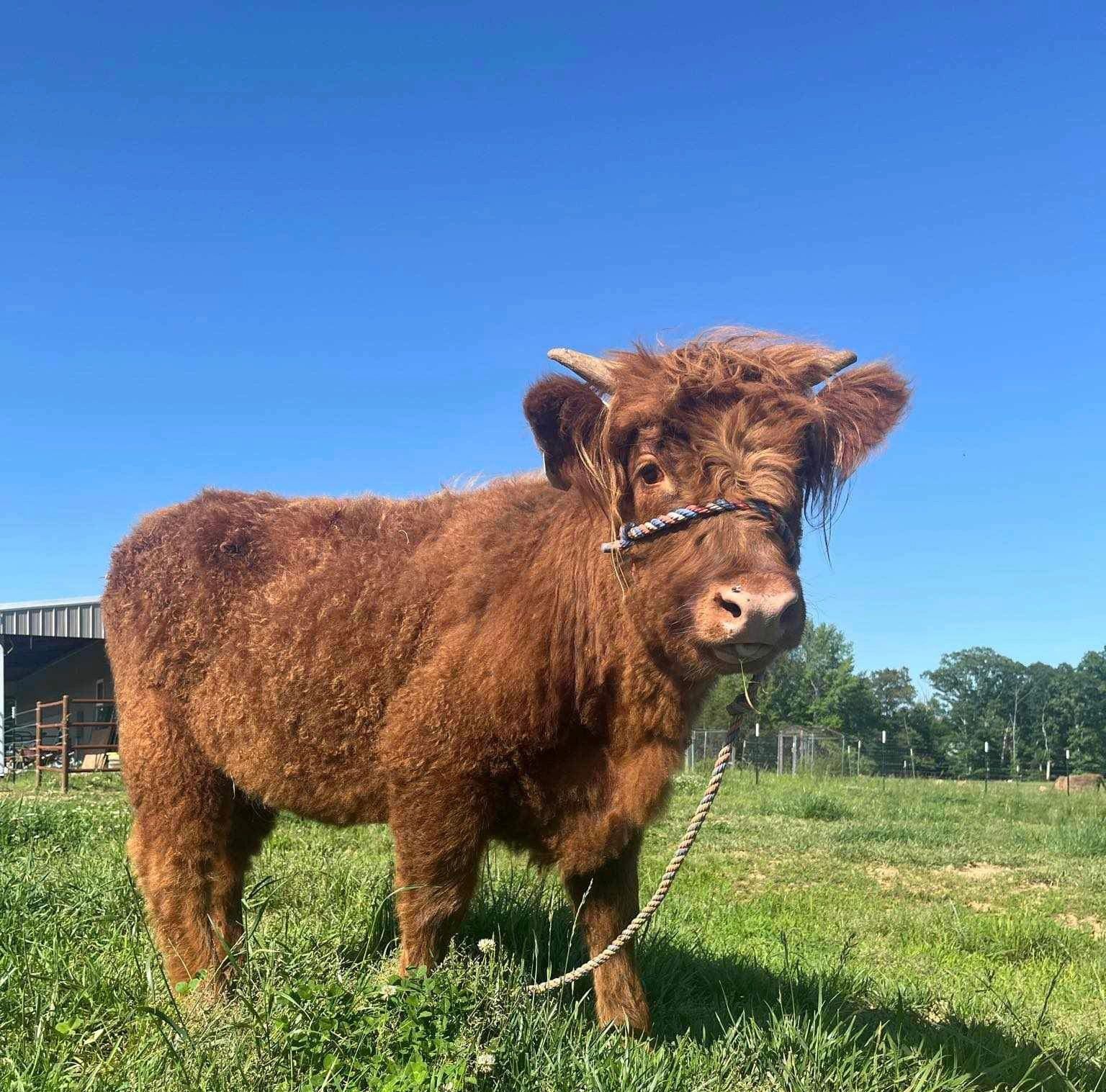 “FloraMay” - Red Highland Heifer