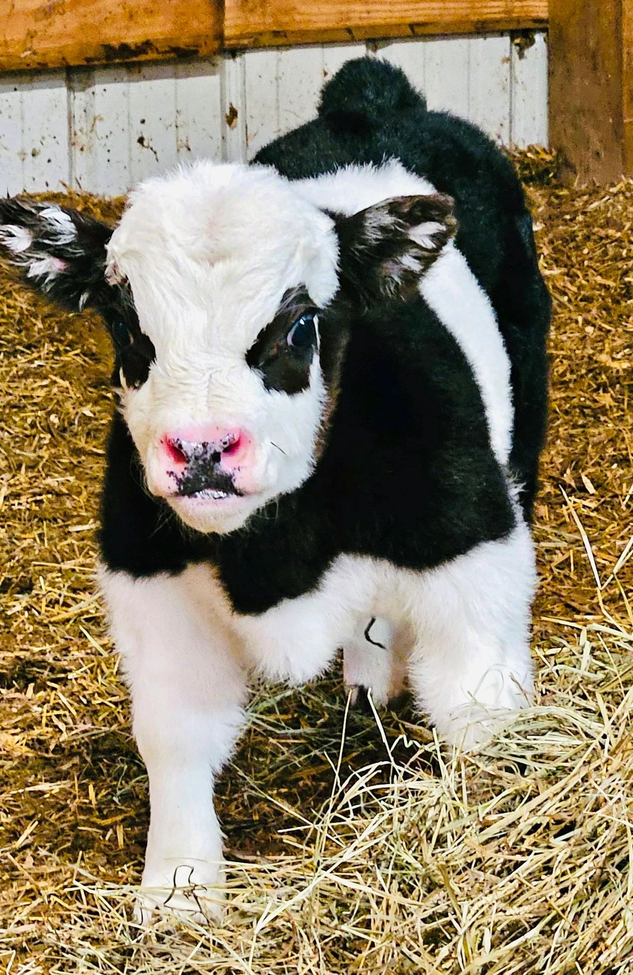 Little Hercules! 1 Month Old Mini Panda / Hereford Cross Bull Cal