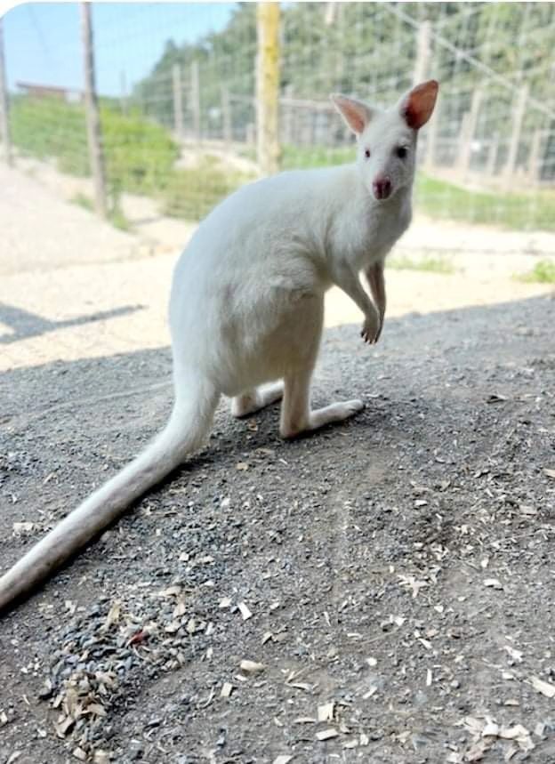 3 Year Old Tame White Bennett Wallaby Male