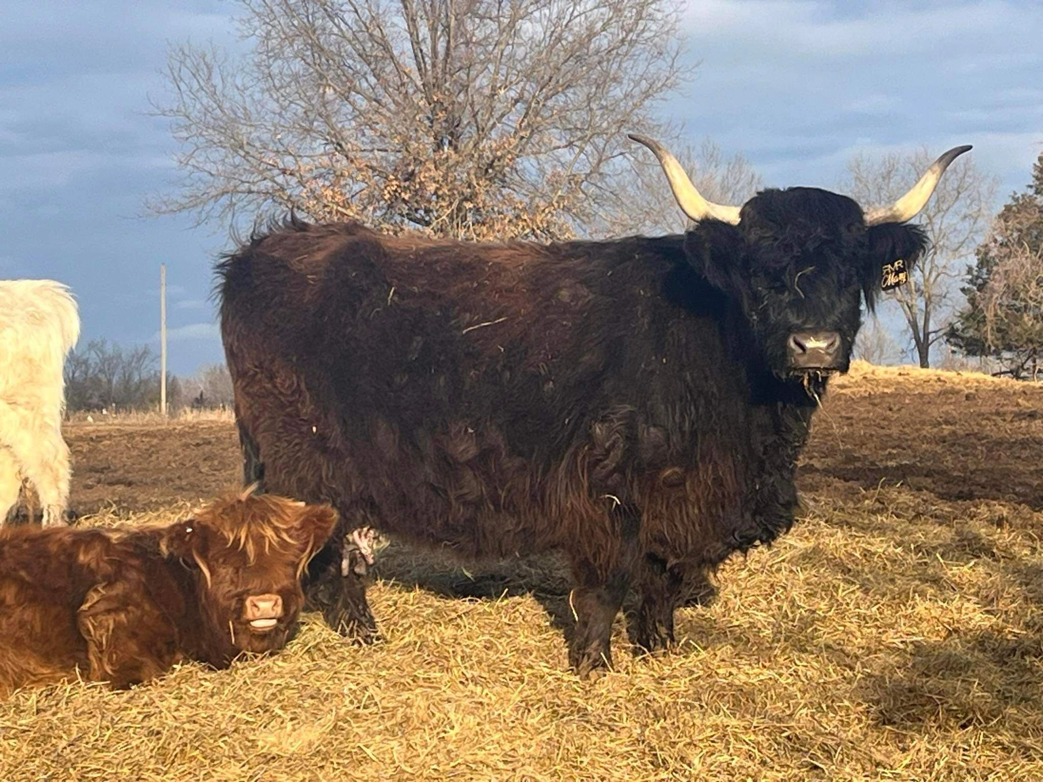 Super Gentle Bred Black Highland Cow