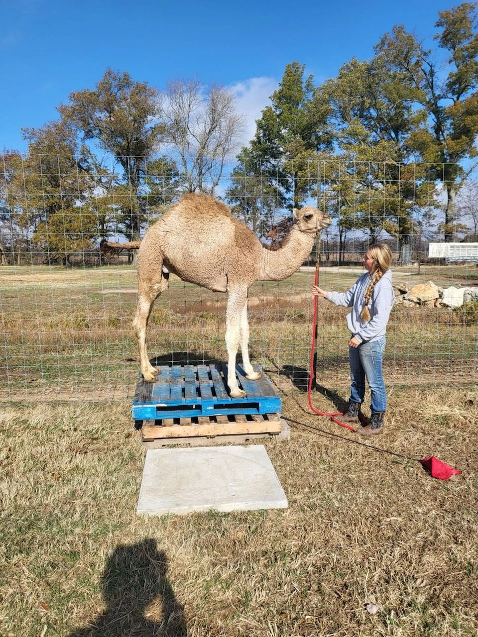 8 Month Old Camel Bull Calf