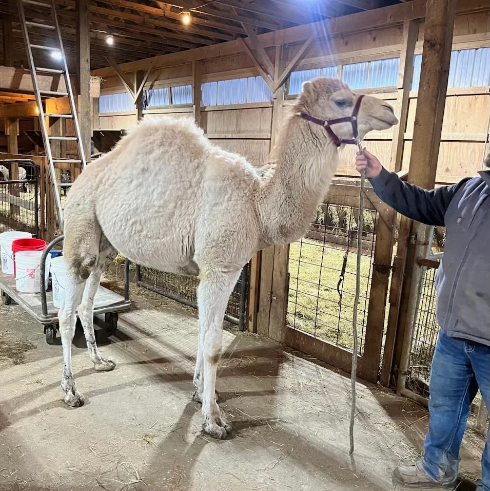 Yearling Bull Camel