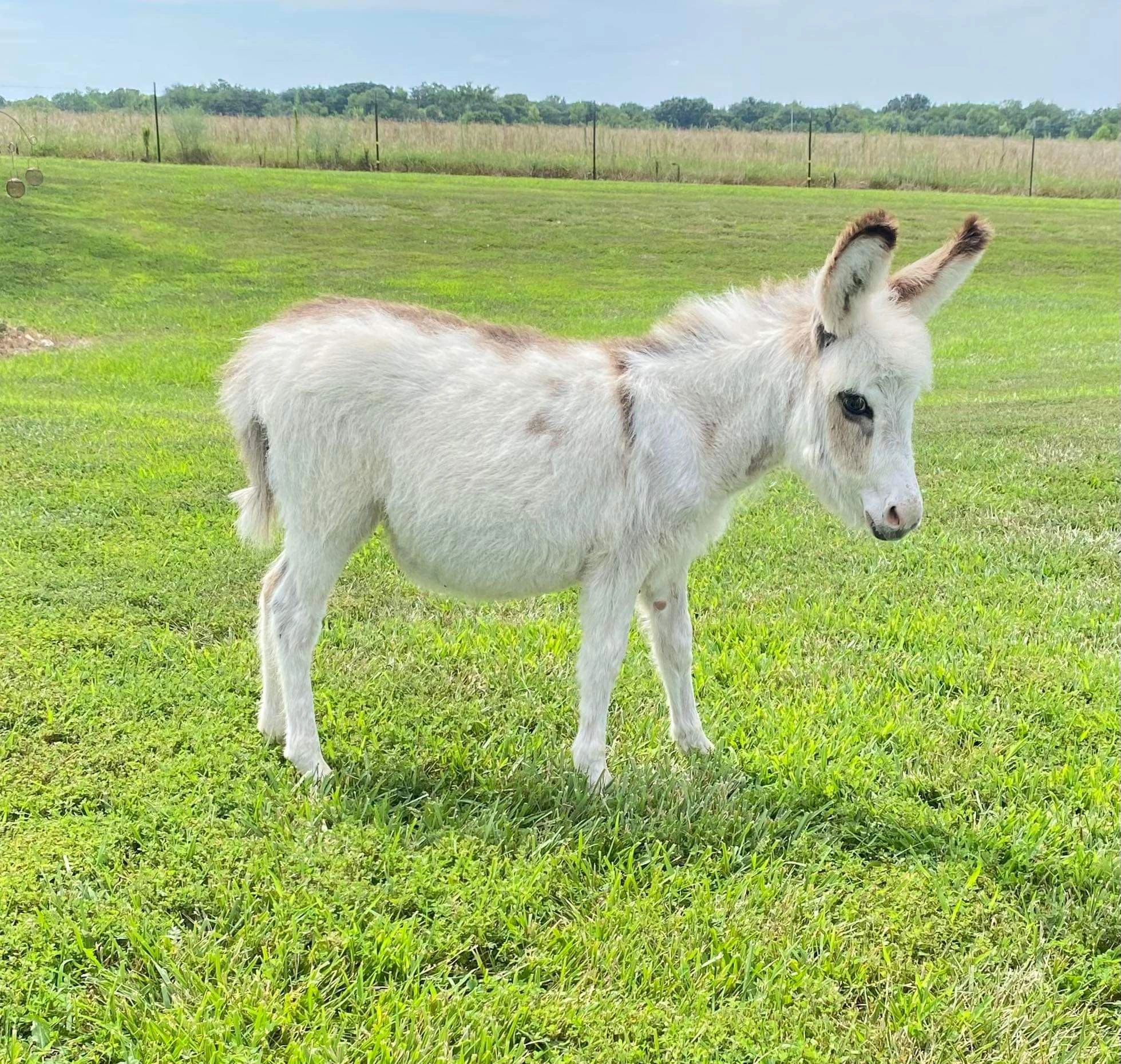 “Timmy”- Bottle Baby Mini Jack Donkey