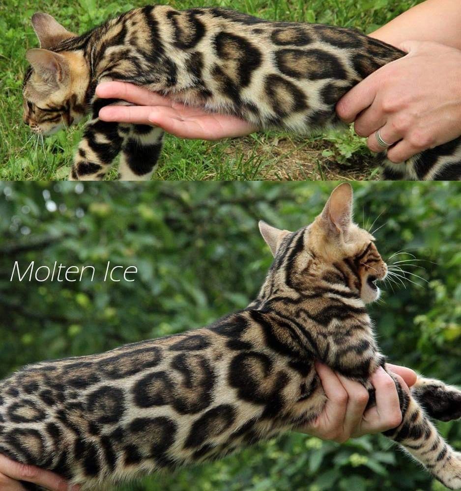 3 Female Breeding Bengals
