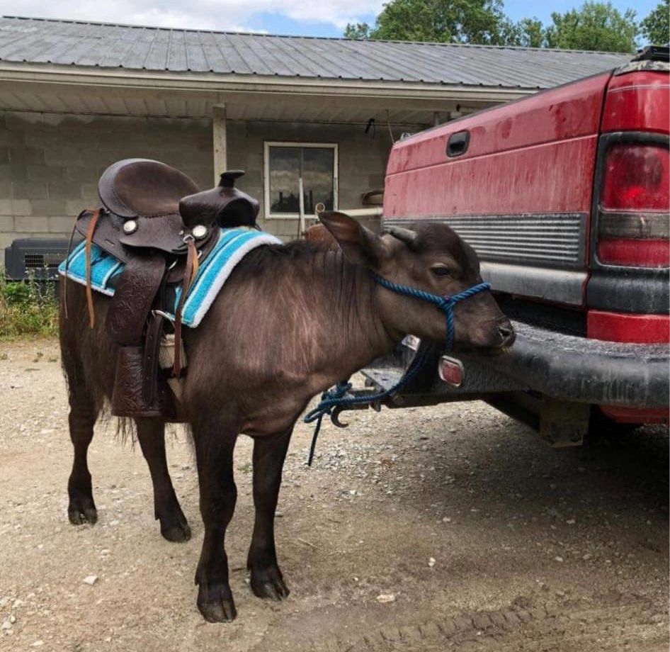 Steer Male Water Buffalo