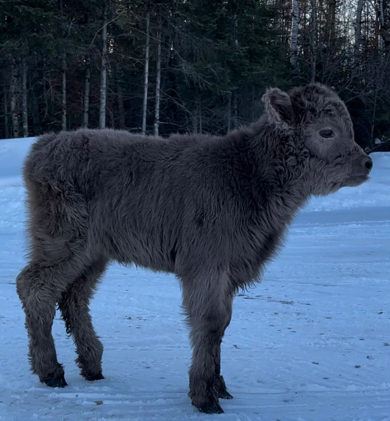 Silver Highlander Heifer