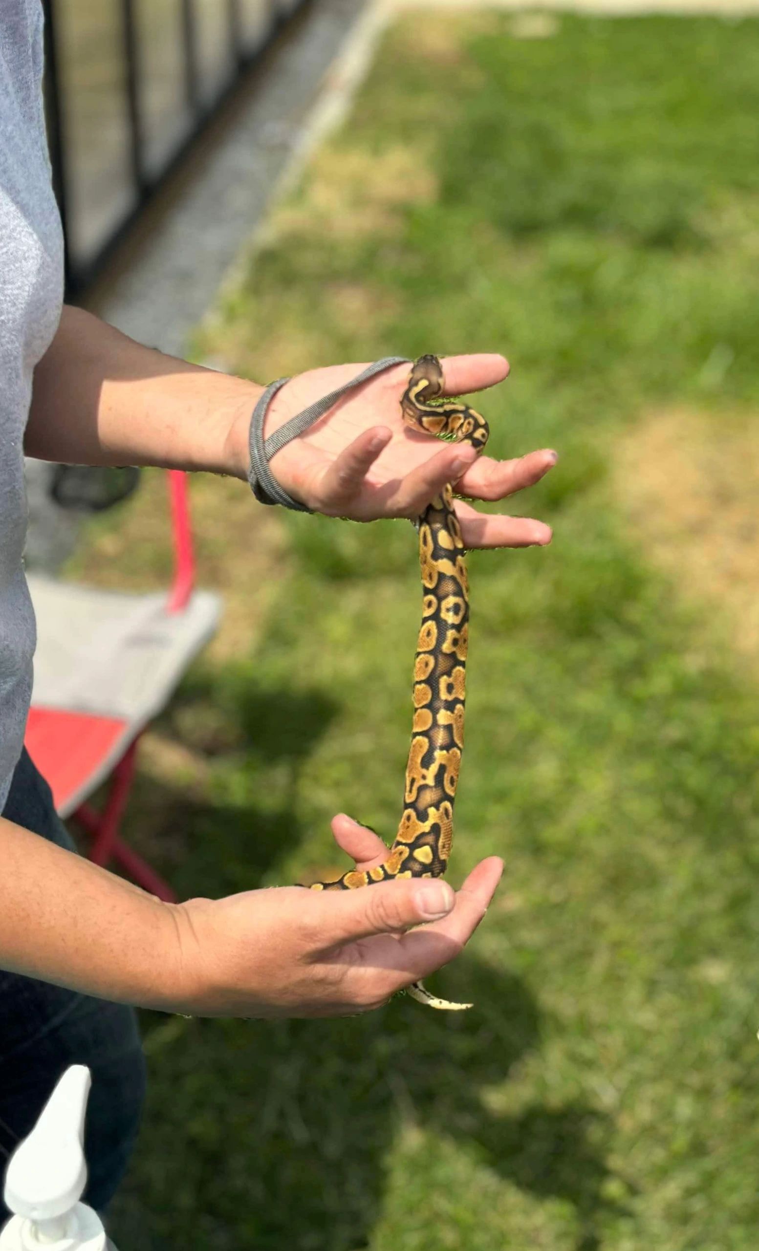 Small Ball Python Male