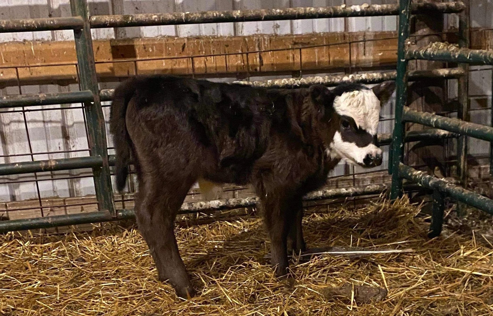 Mini Hereford x Black Lowline Mini Bull Calf