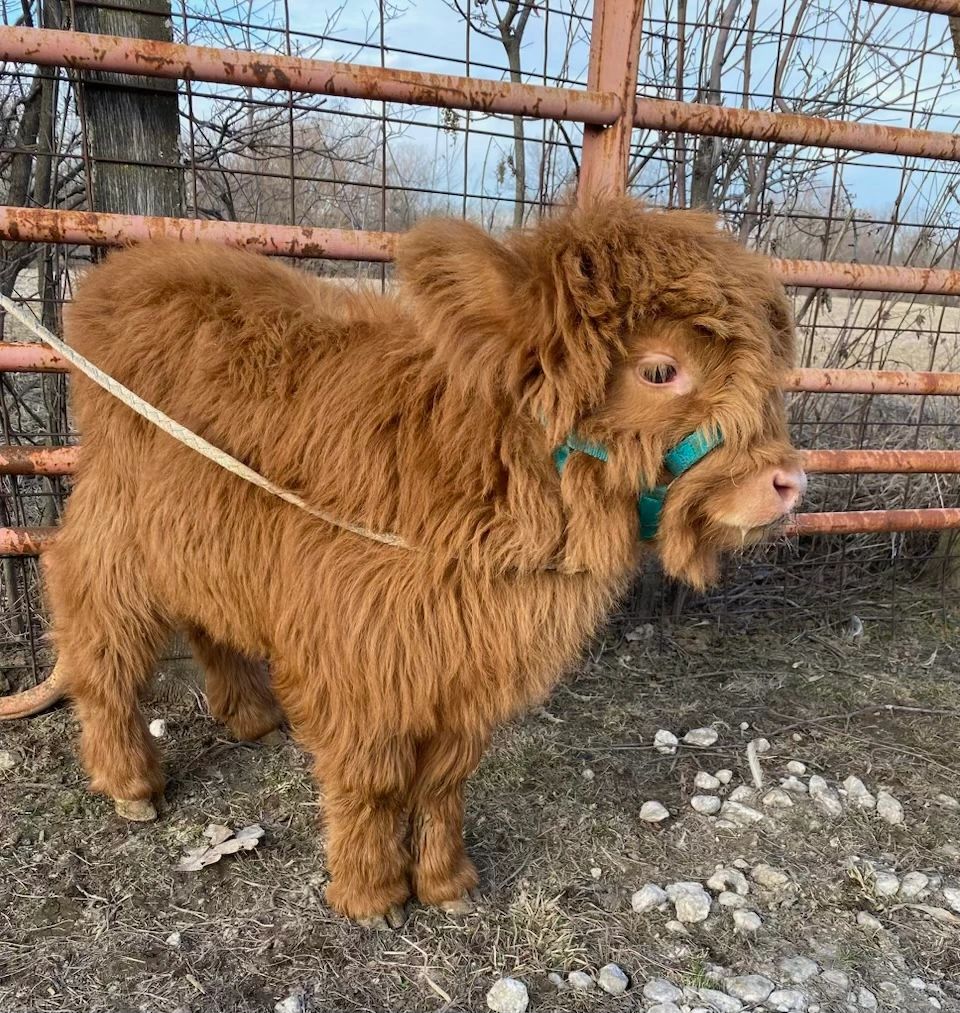 Bottle Baby- Red Heifer Calf