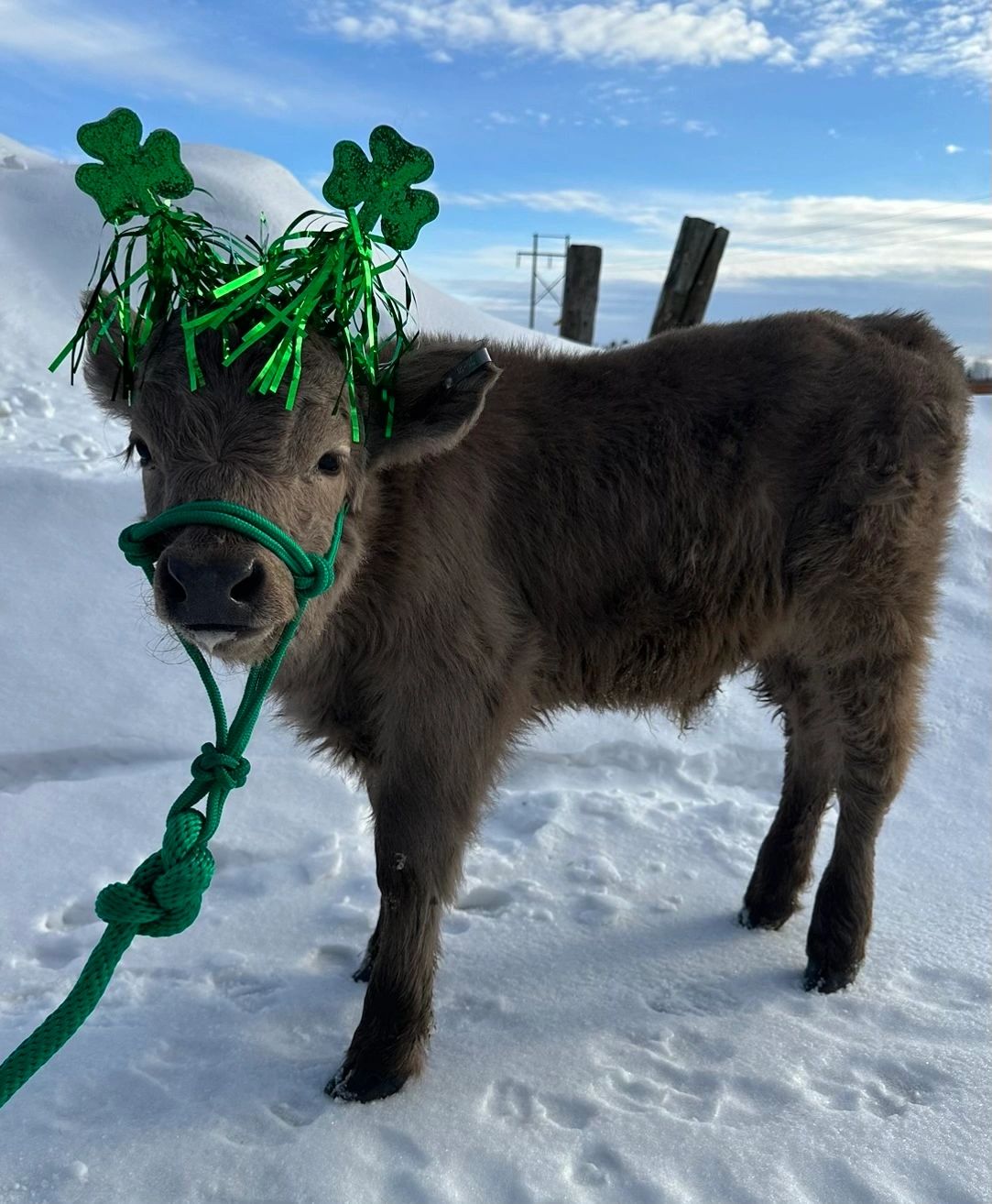 Mini Silver Highlander Bull Calf