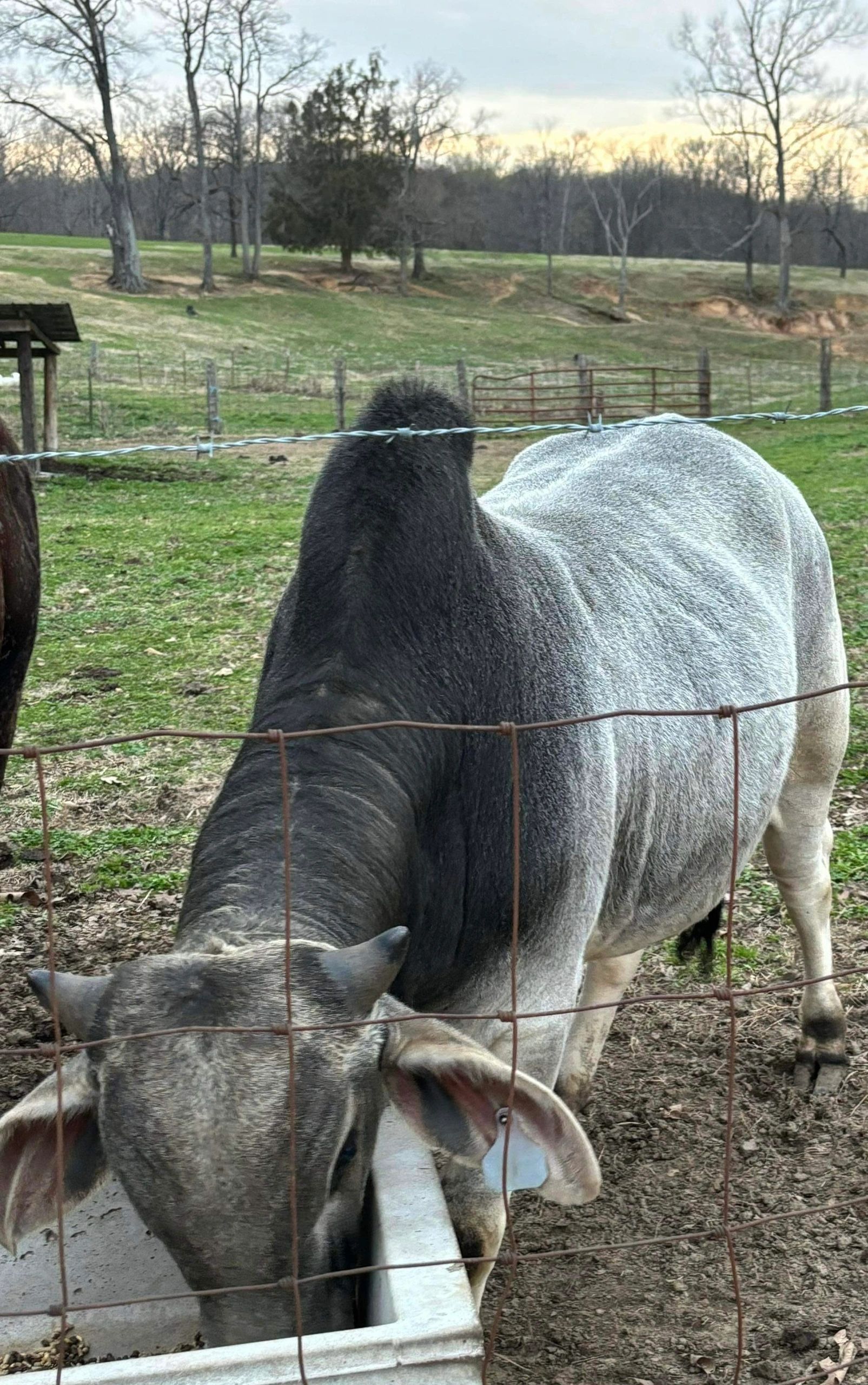 2 Year Old Miniature Brahma Bull