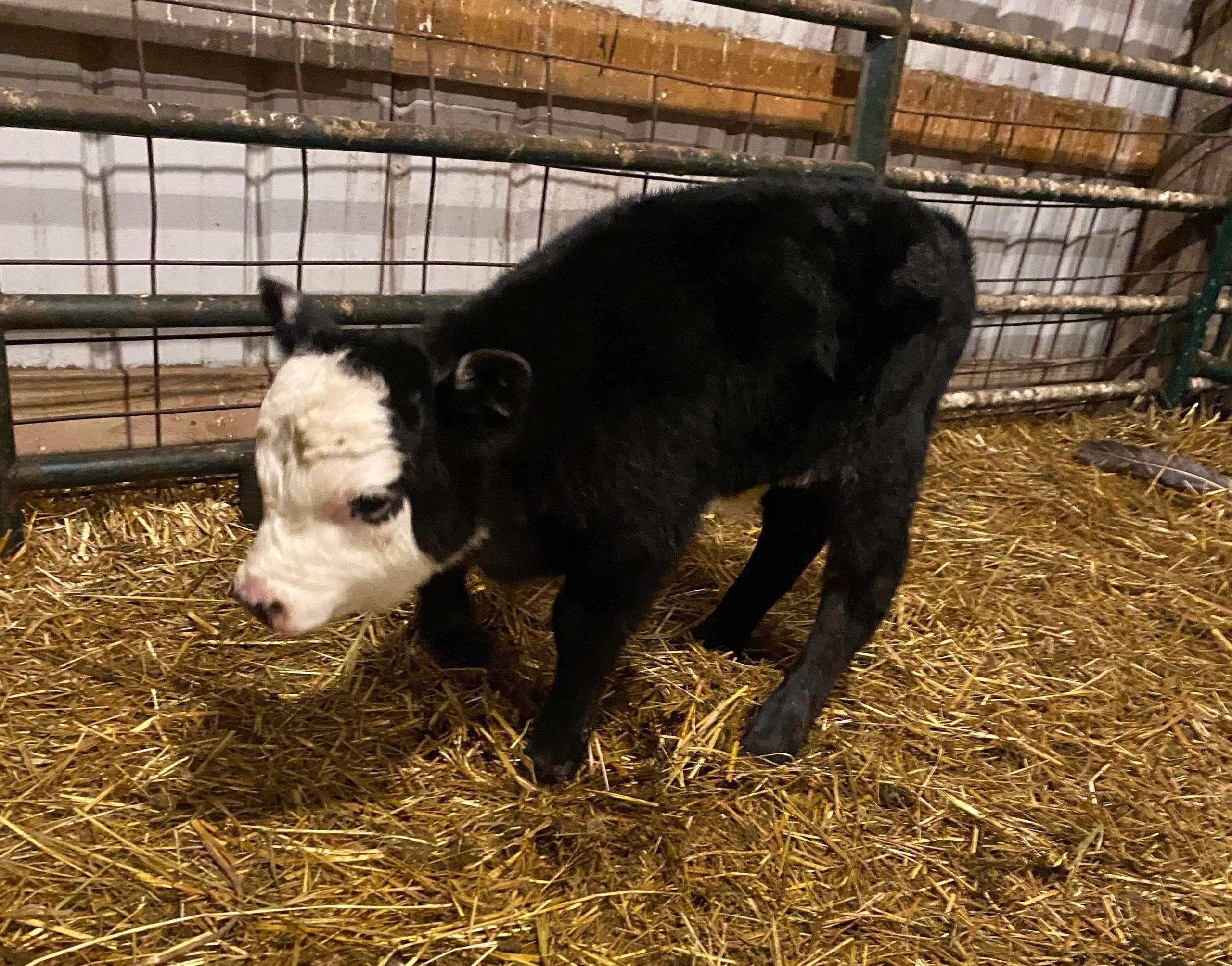 Mini Hereford x Black Lowline Mini Bull Calf