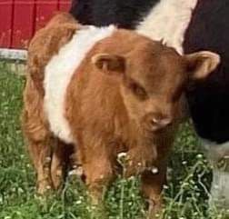 3 Month Old Polled Mini Belted Bull