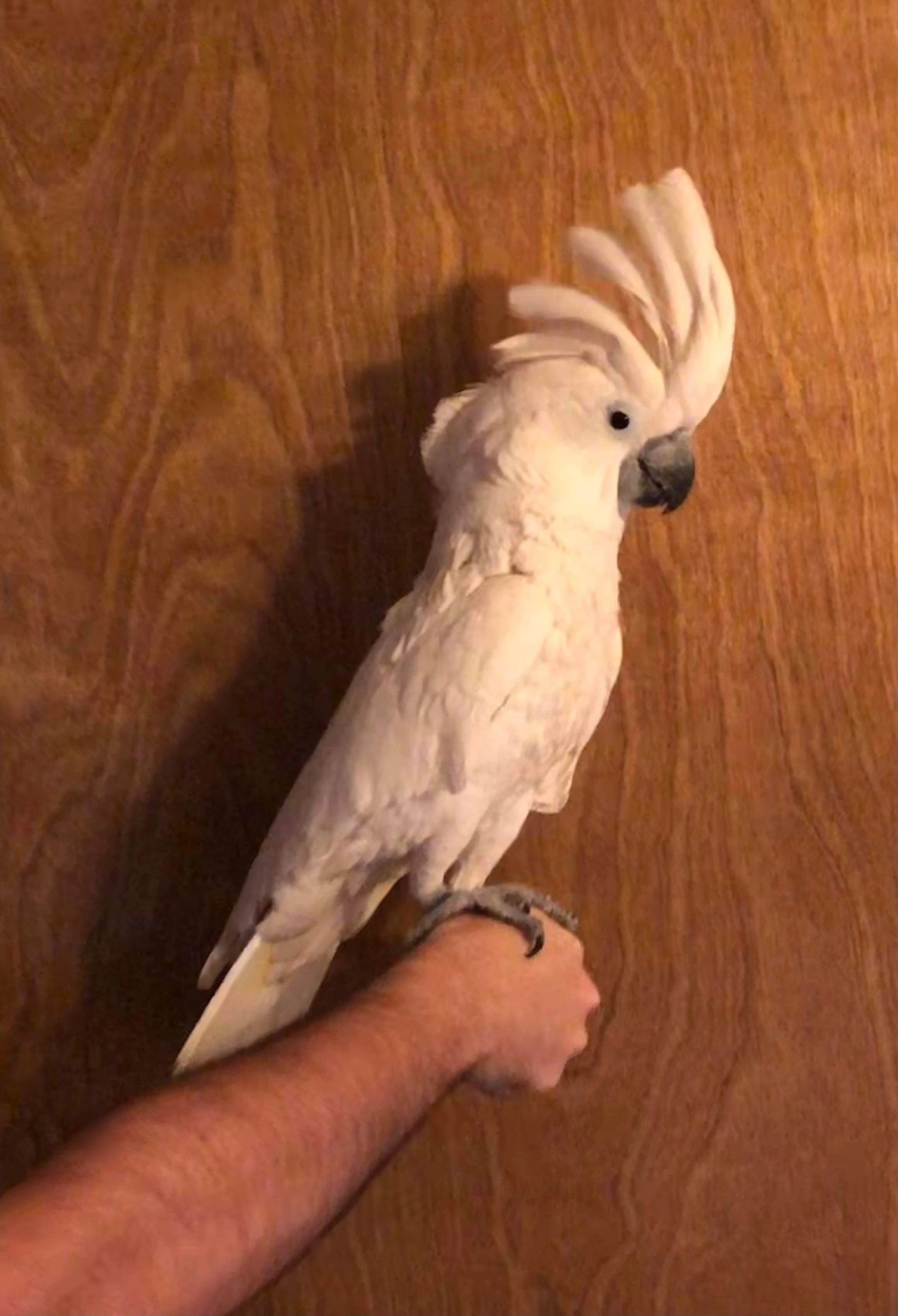 7 year old Female Umbrella Cockatoo, “Izzy”