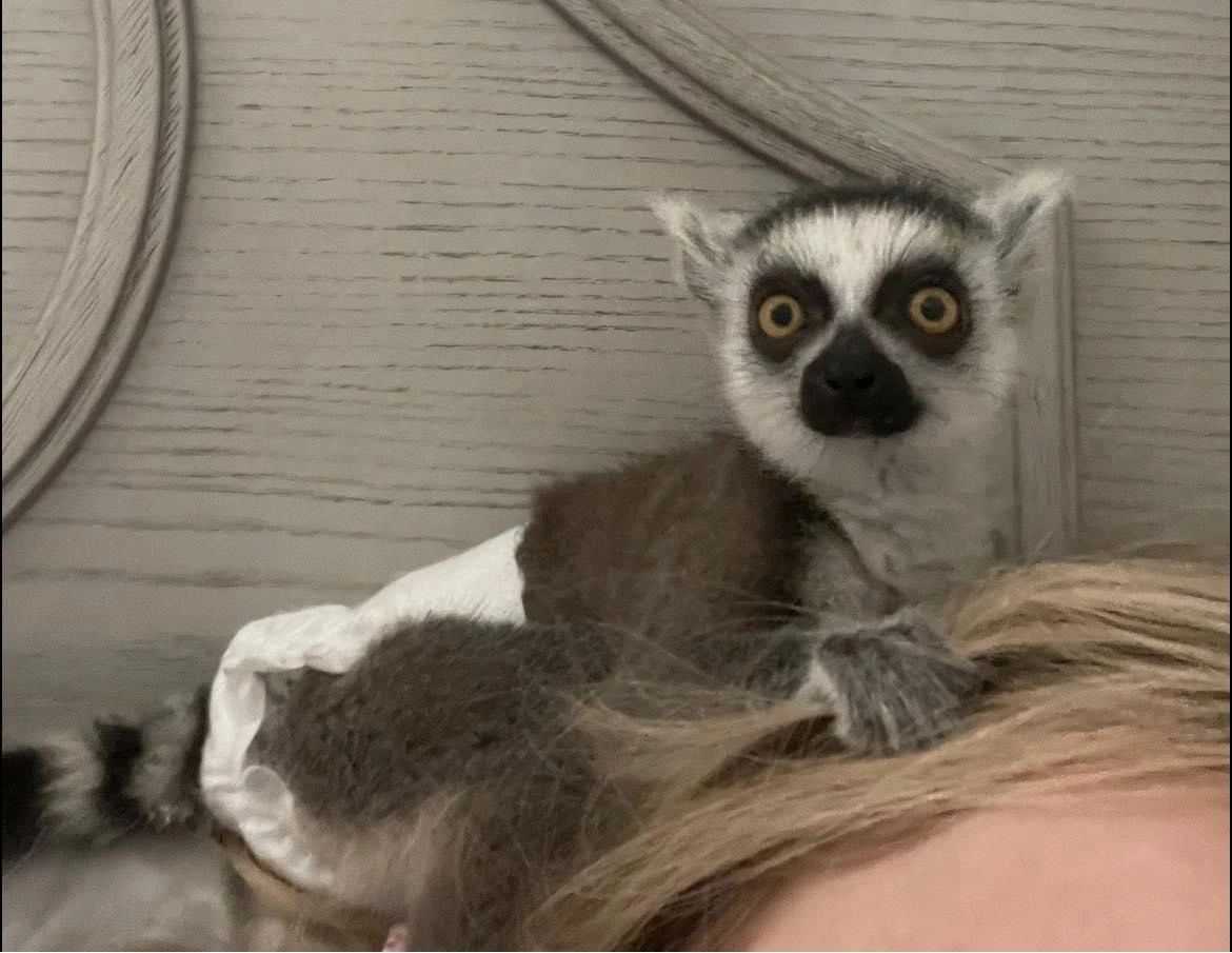 Female Lemur Baby — 12 Weeks Old