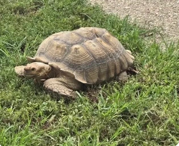12 Year Old, 56LB Male Sulcata Tortoise