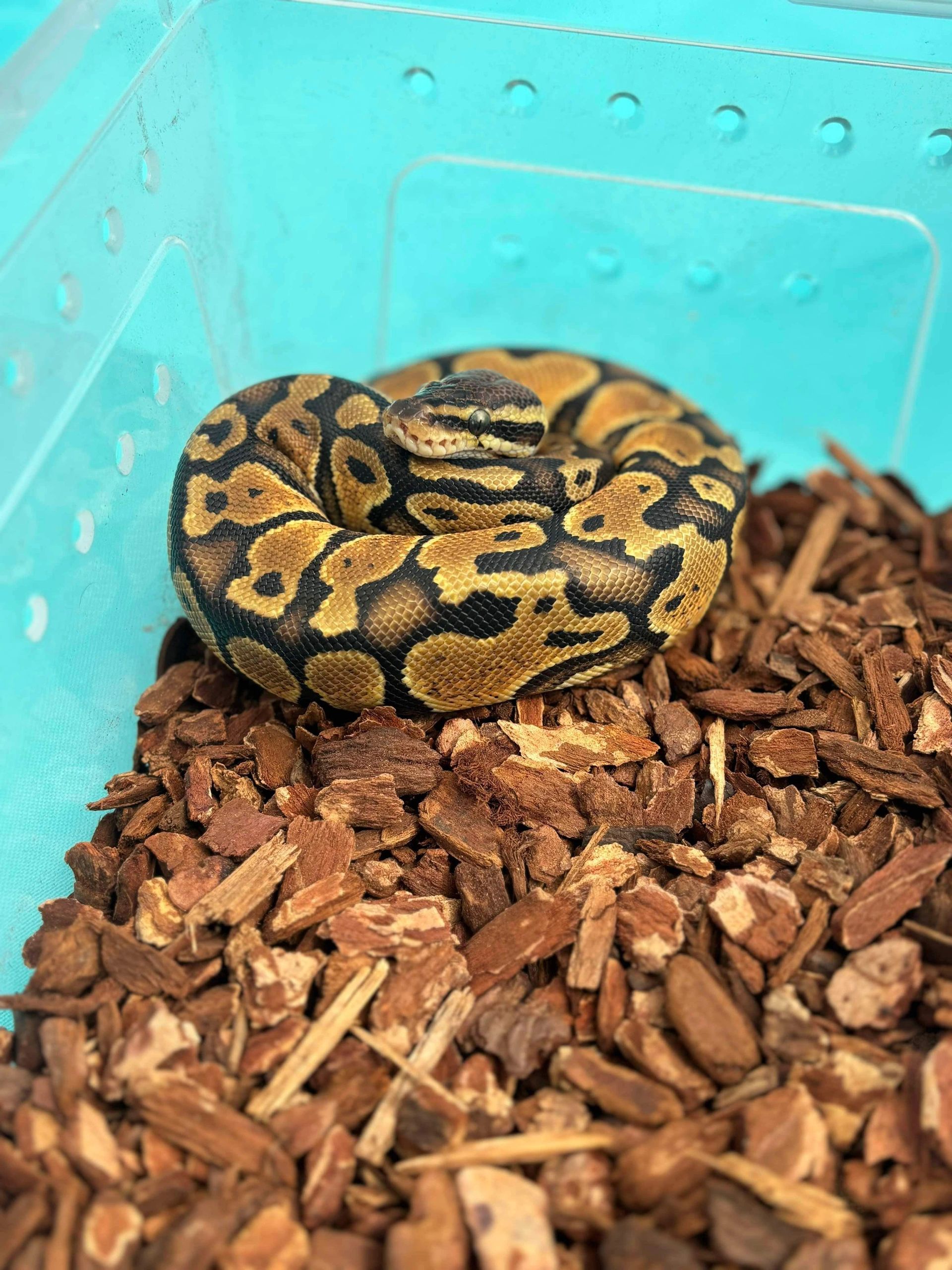 Big Ball Python Male
