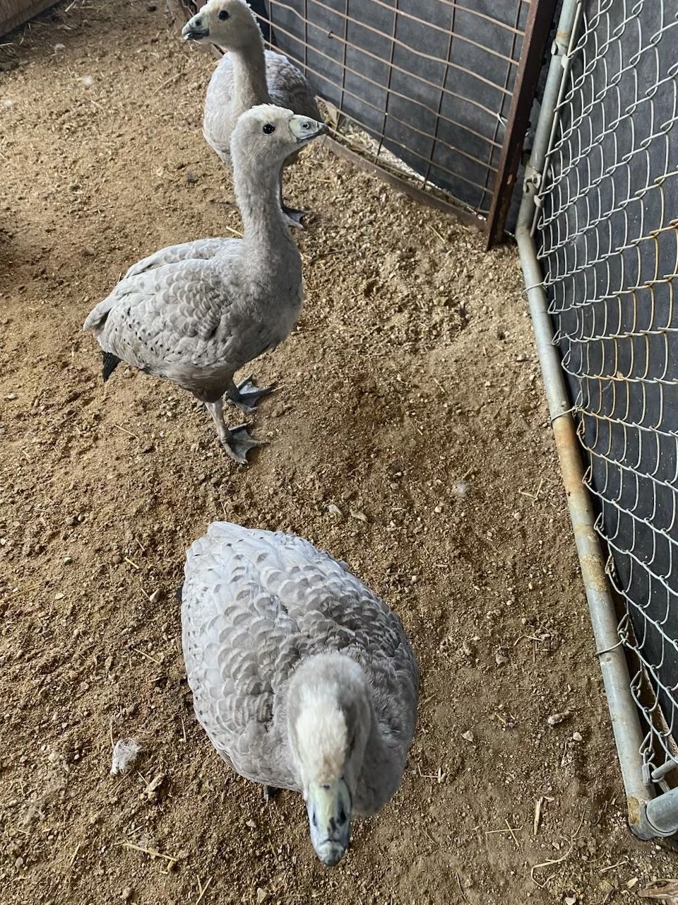 3 cape Barron — 1 male, 2 females