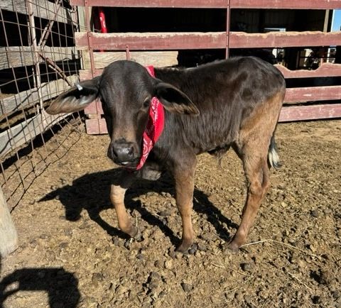 Mini Brahma Bull Calf