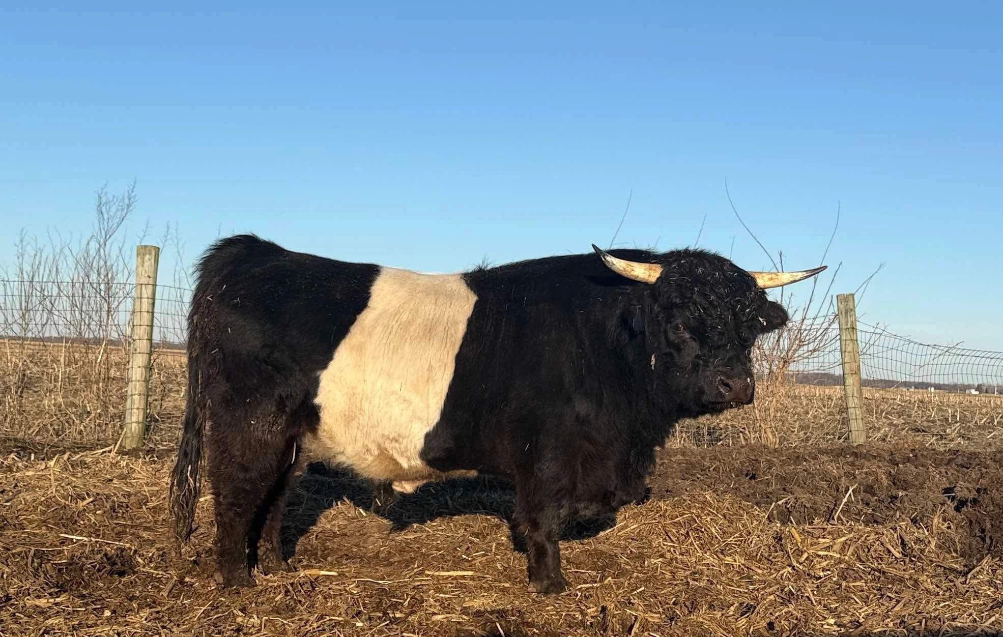 Highland/Belted Galloway Bull