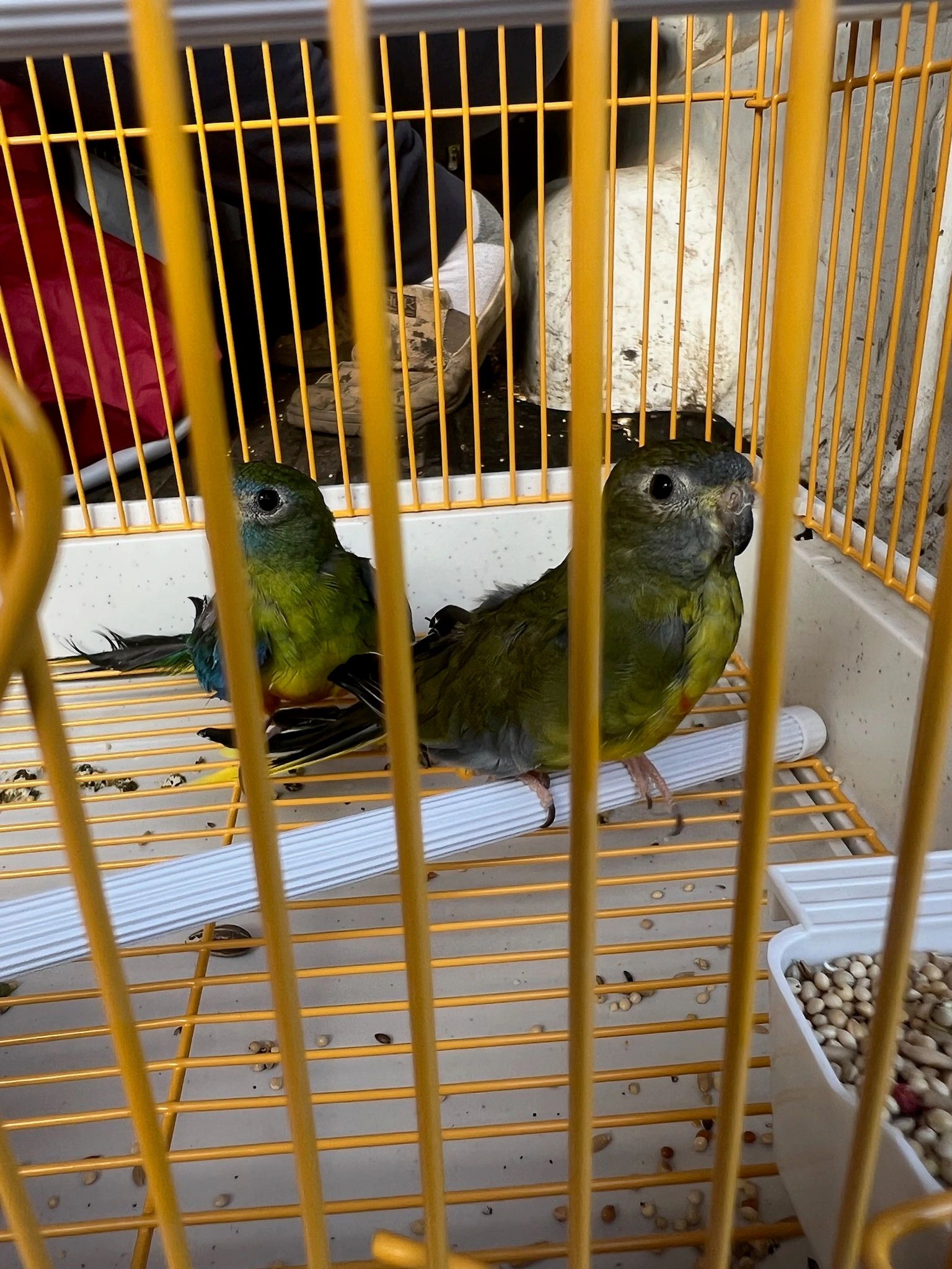 Scarlet Chested Parakeets