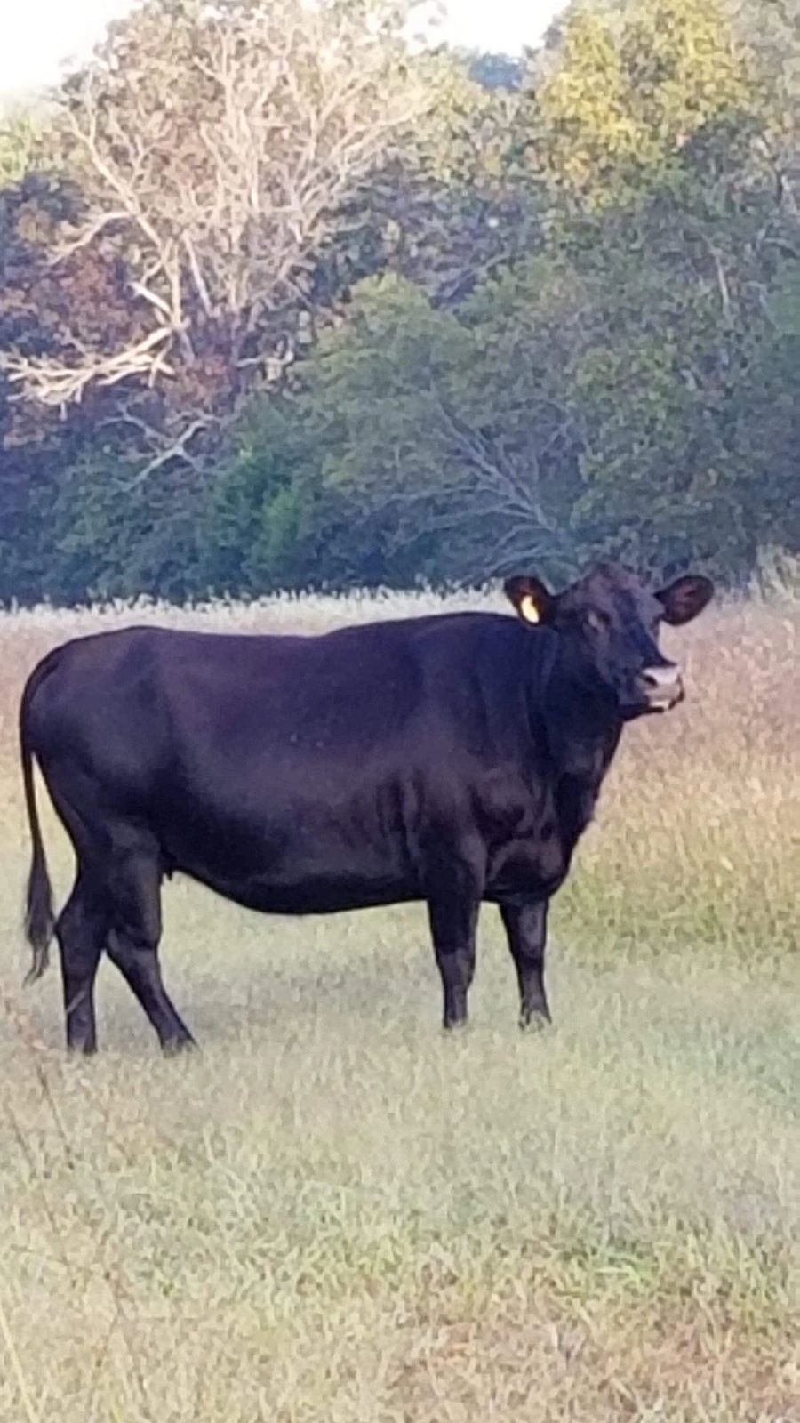 Guar Cow