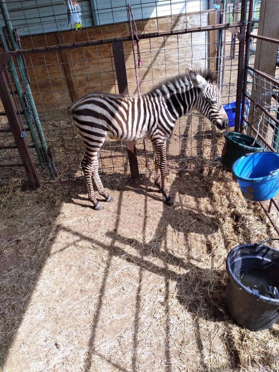 Male Zebra Baby