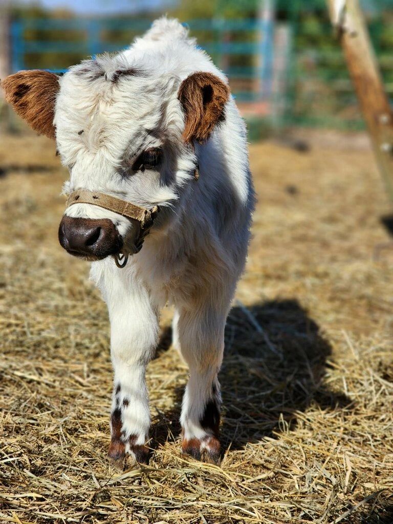 Bull Calf