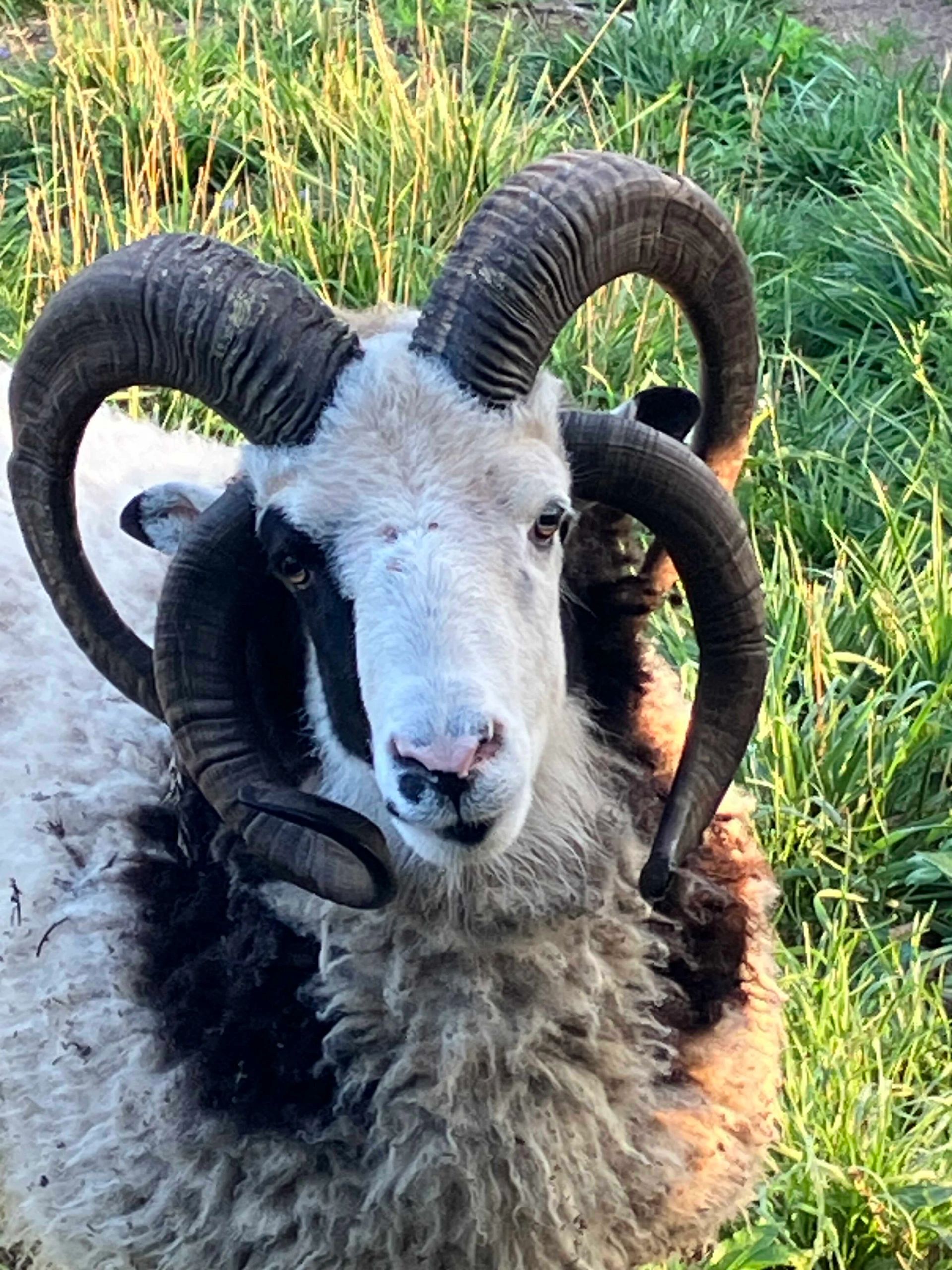 Lot of Jacobs 4 Horn sheep