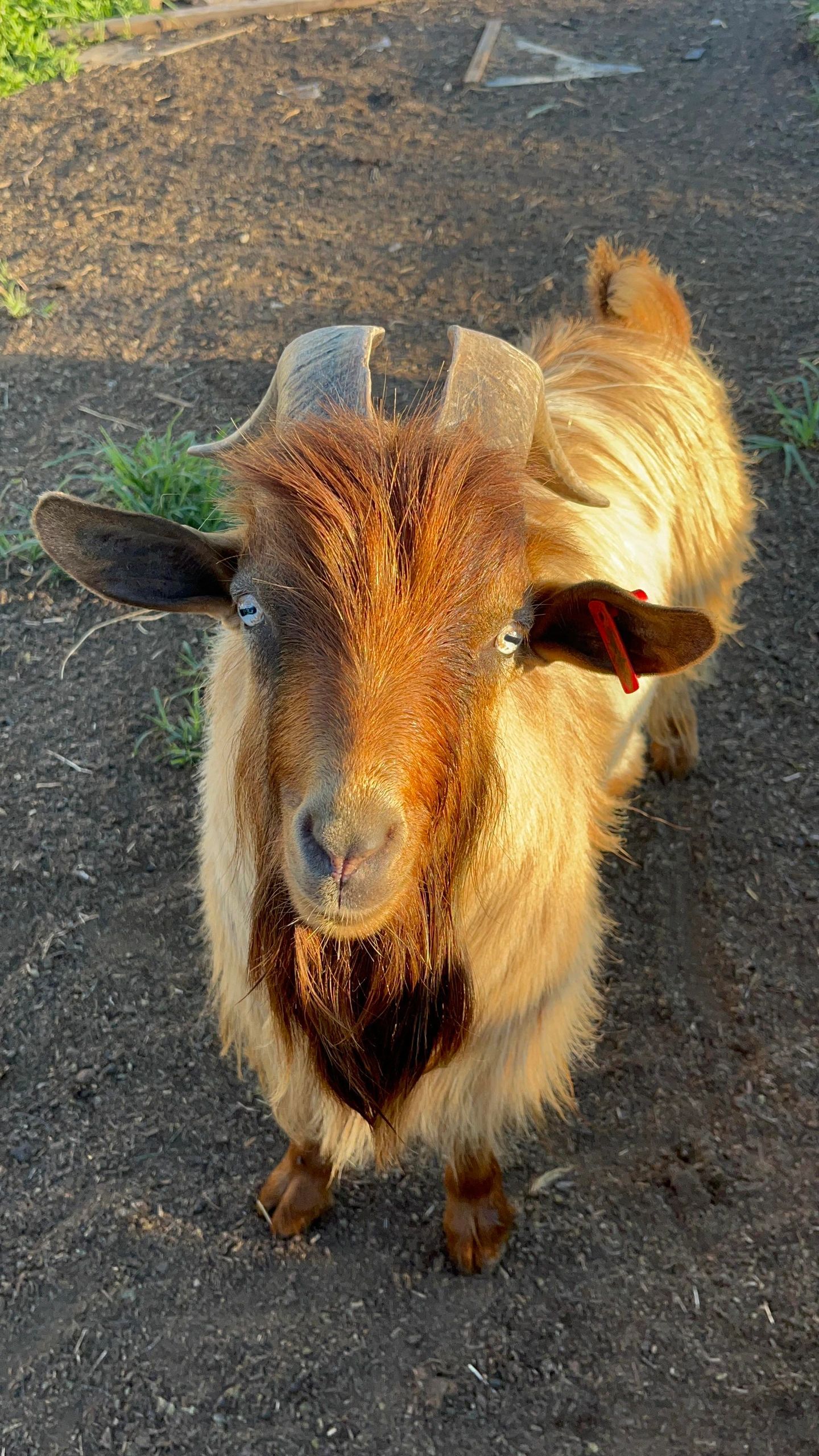 Registered Myotonic Goats