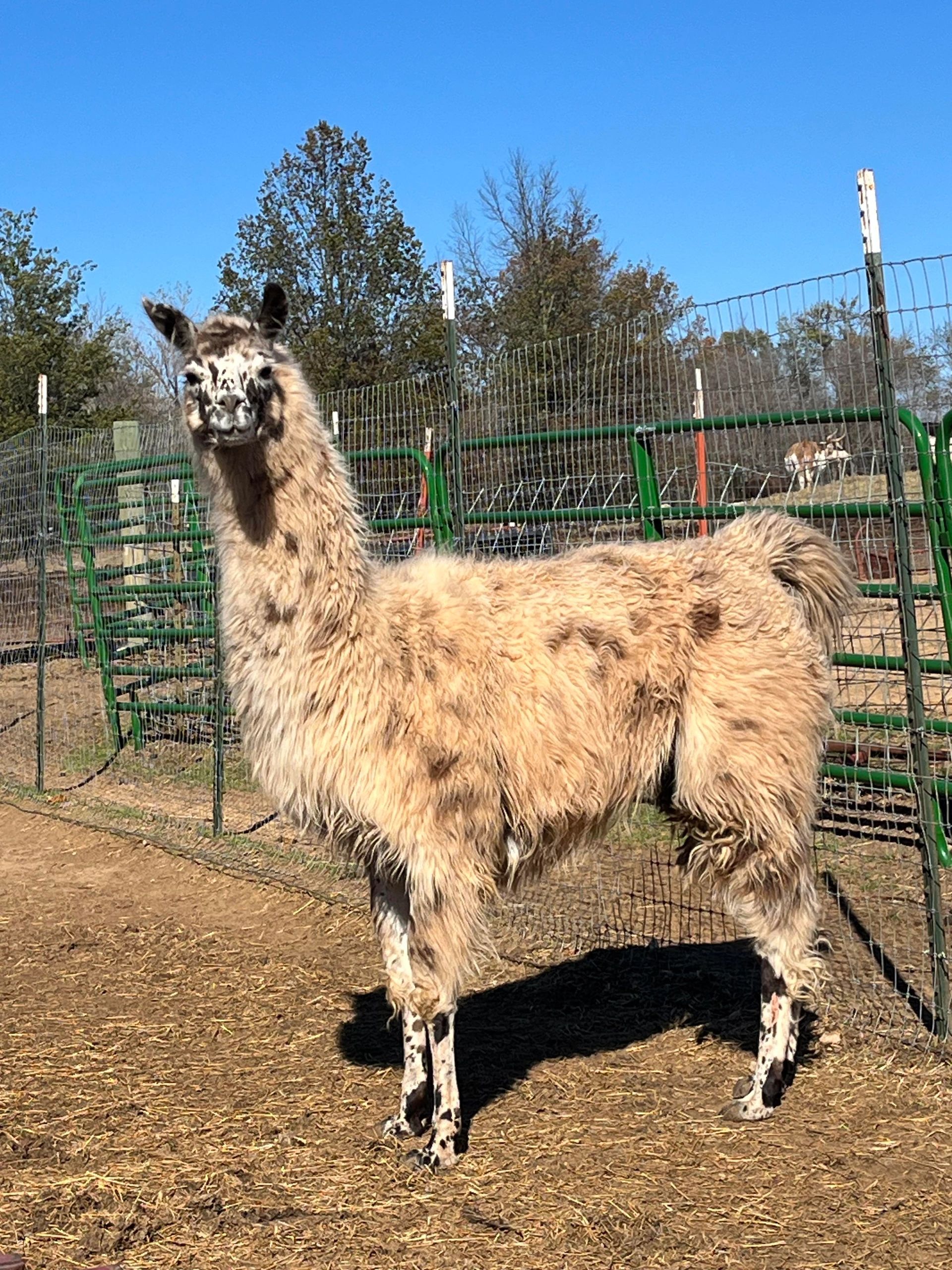 5 Year Old Llamas