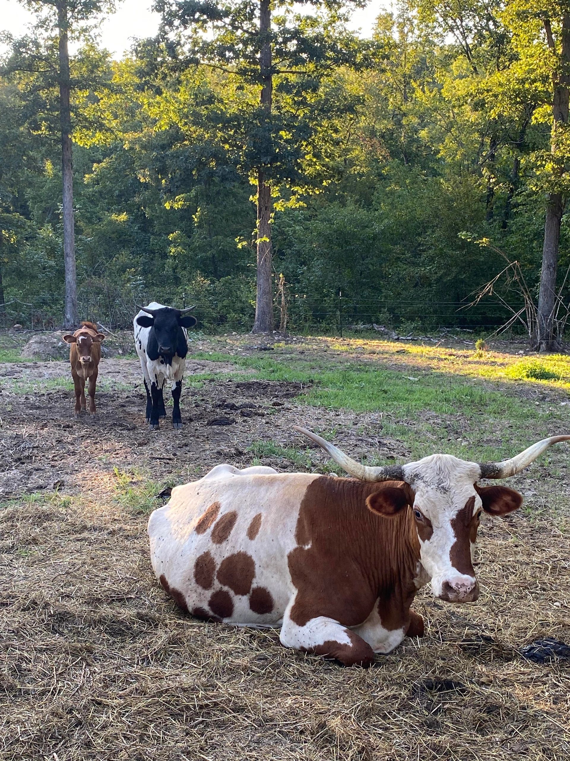 Longhorn Cross cow with calf