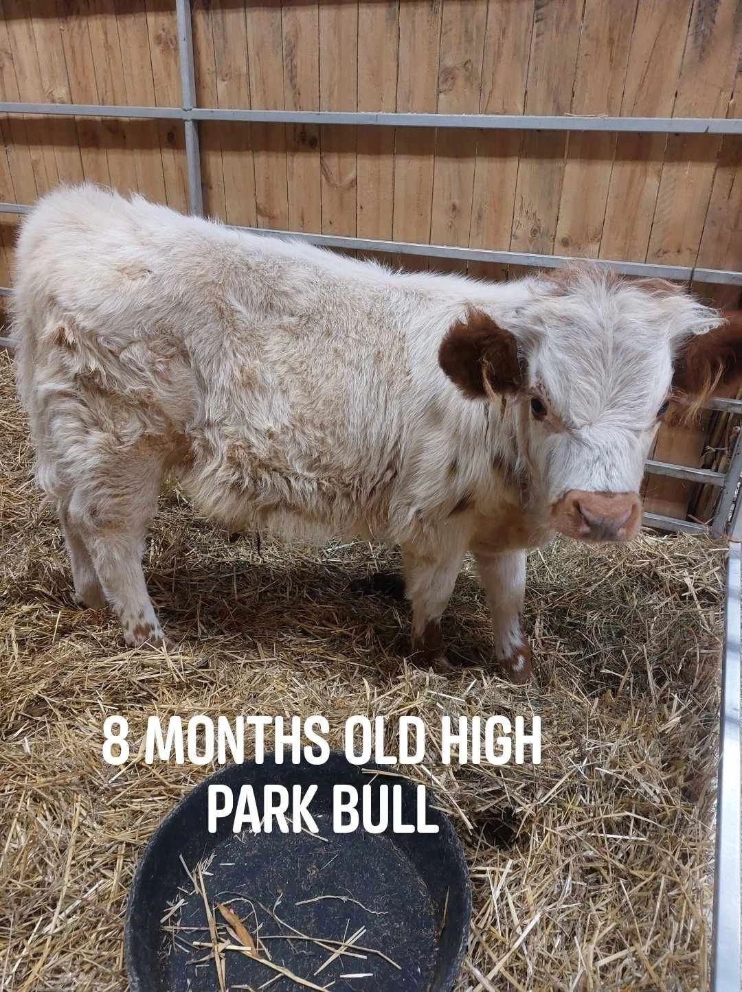 8 Month Old HighPark Bull