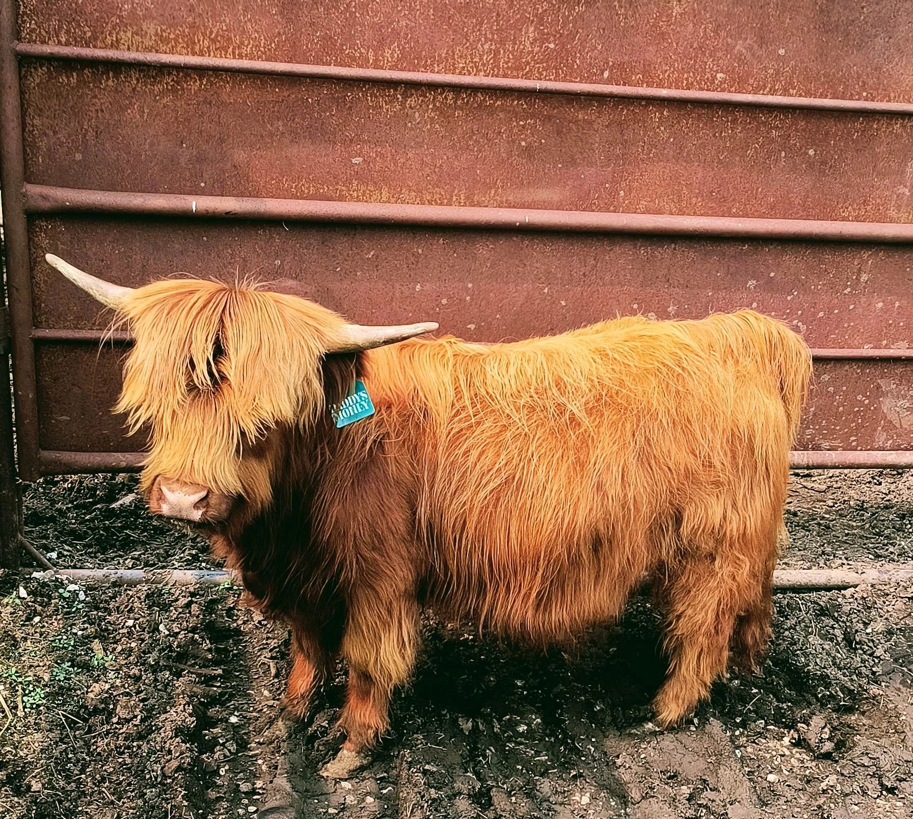 Miniature Highland bull