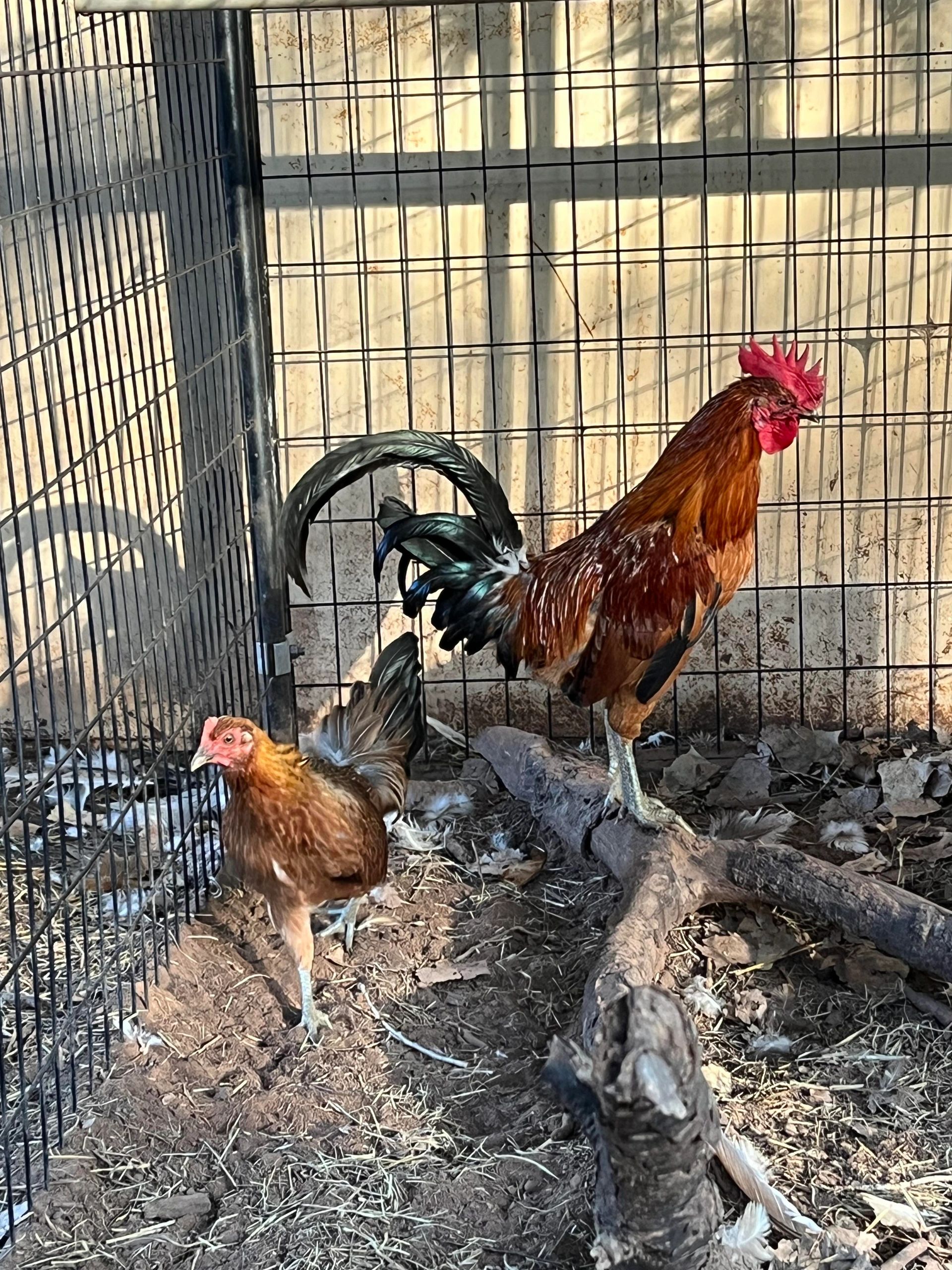 Pair of Laughing Chickens