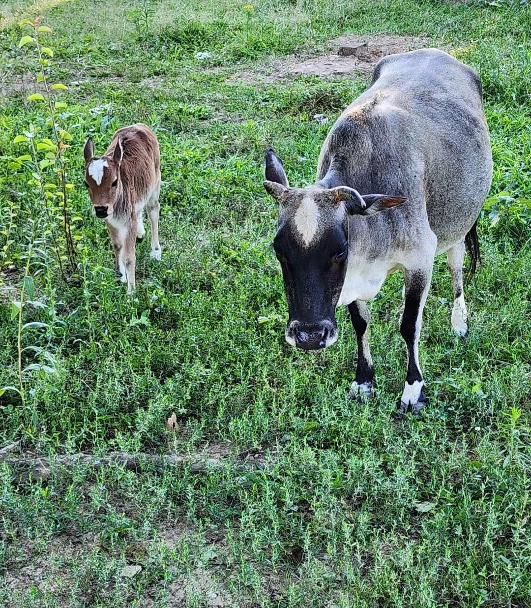 Micro Mini Zebu Cow and Heifer Calf