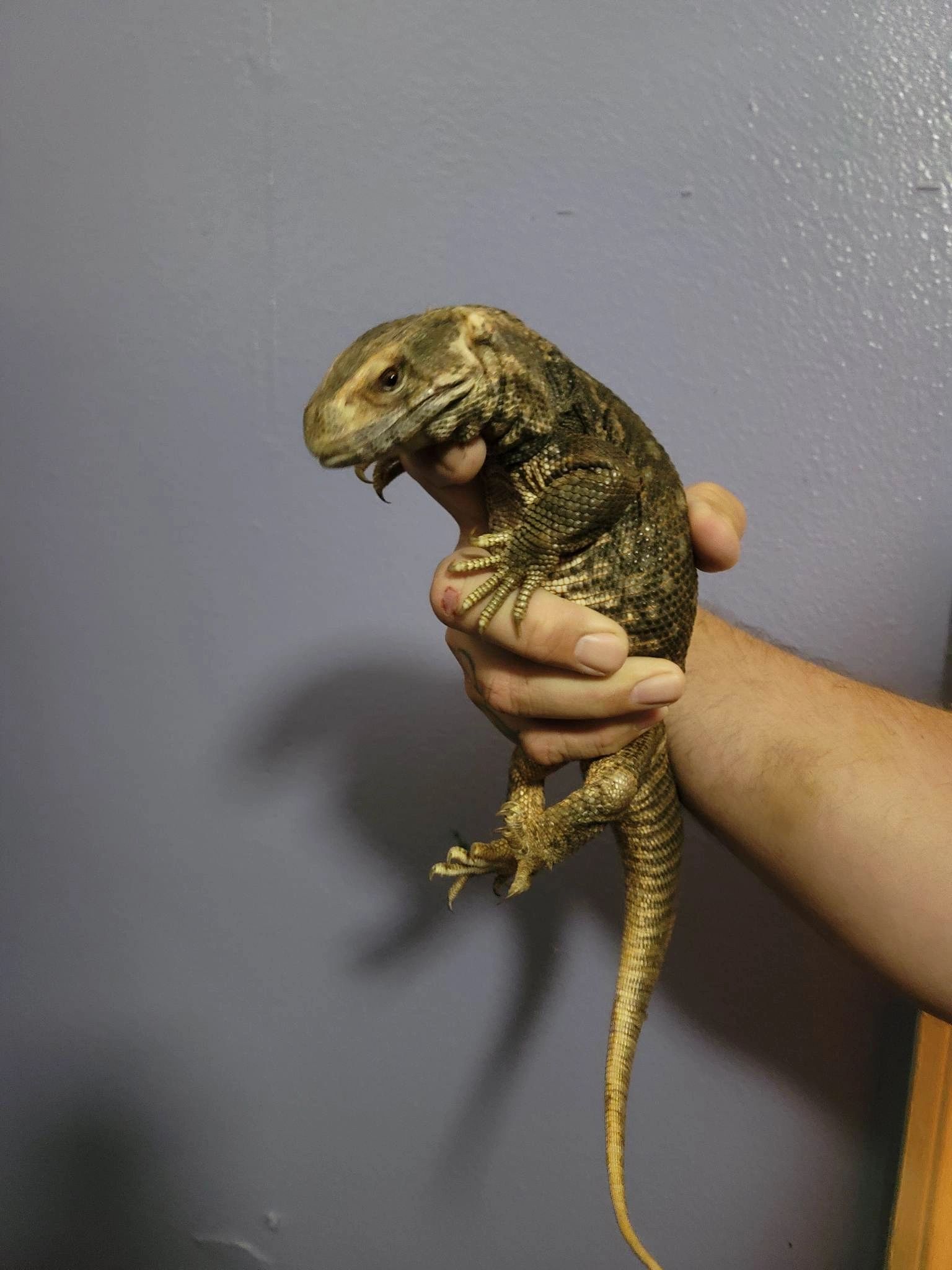 Female Savannah Monitor