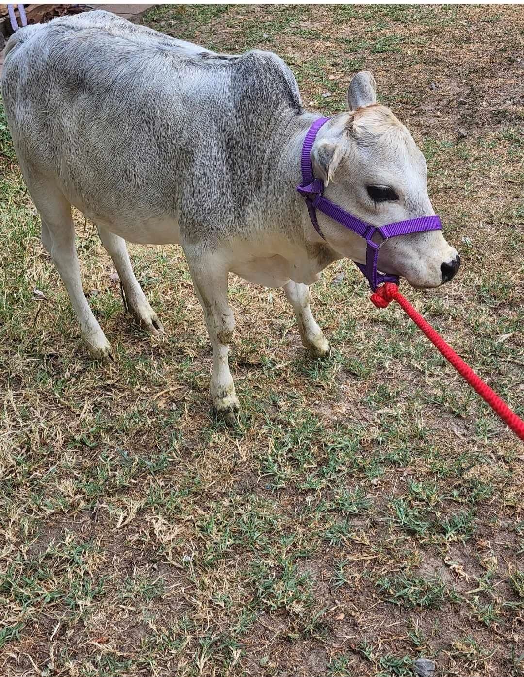 Micro Mini Zebu Heifer