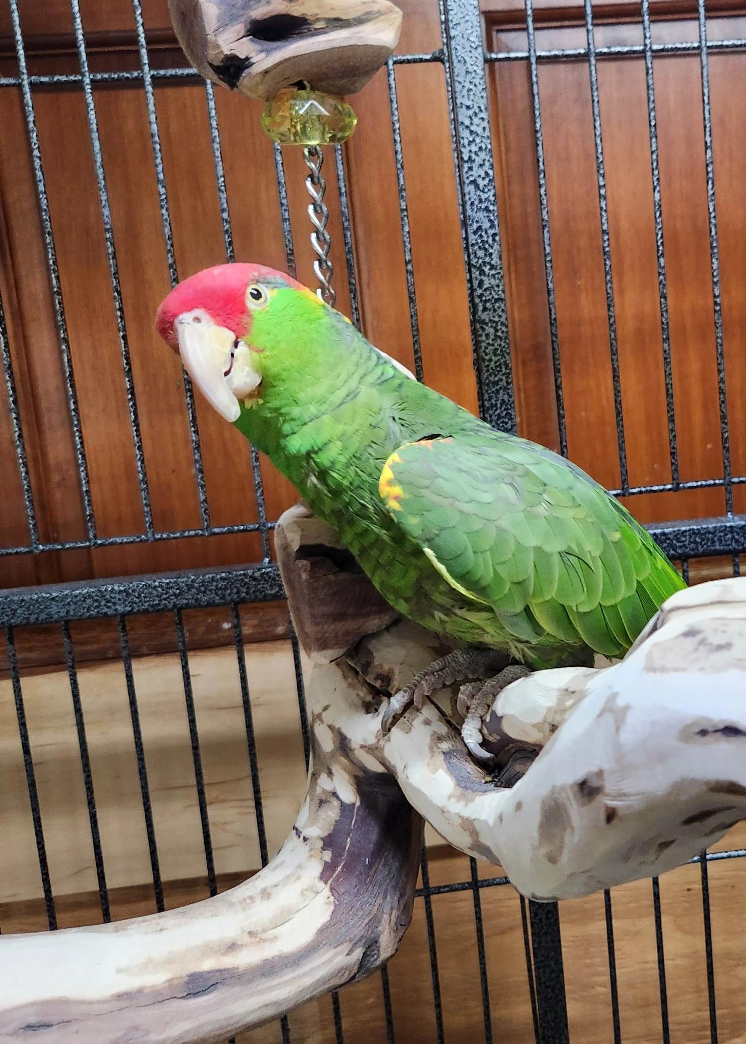 Male Red Lored Amazon