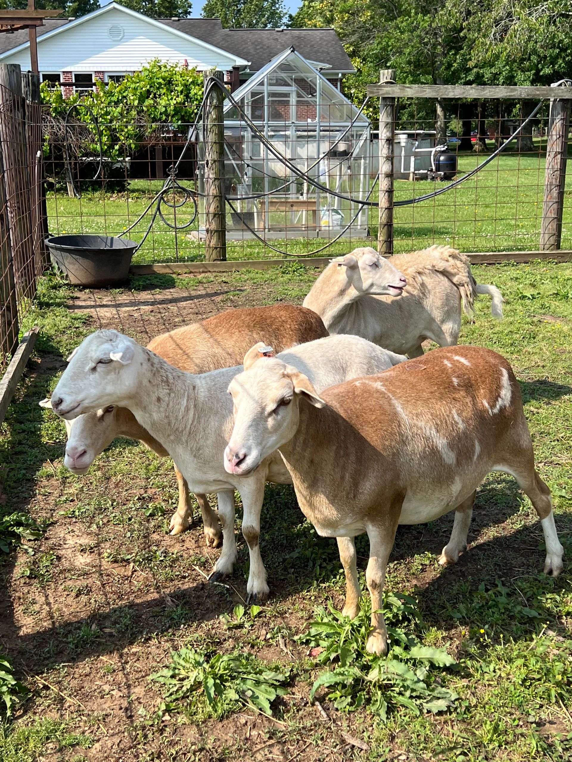 Katahdin Ewes and Ram
