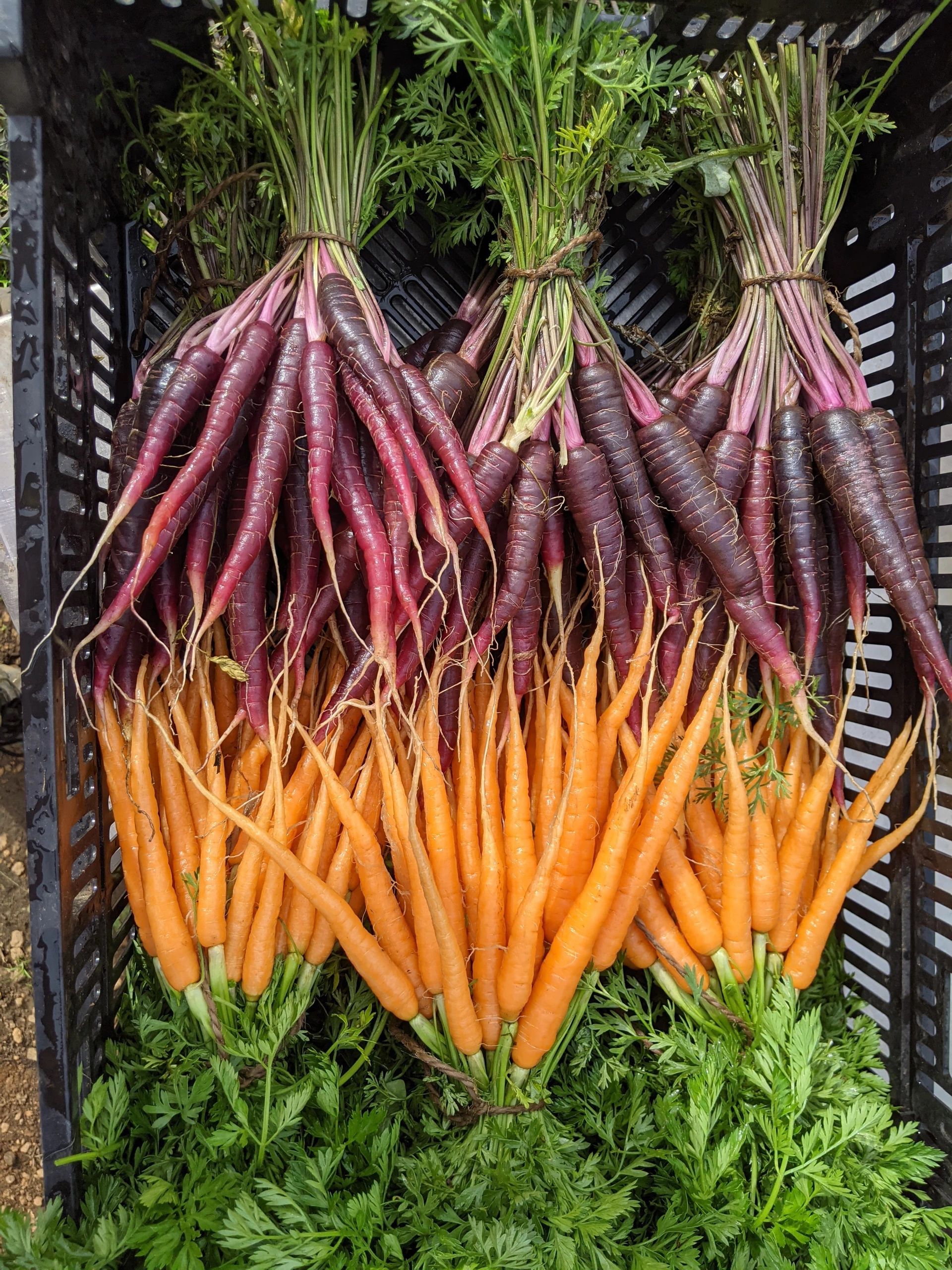 Volcano Produce - Vegetables Fruit, Garlic Strawberries