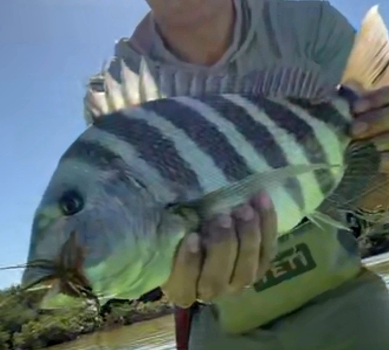 Understanding Sheepshead Anatomy and Behavior