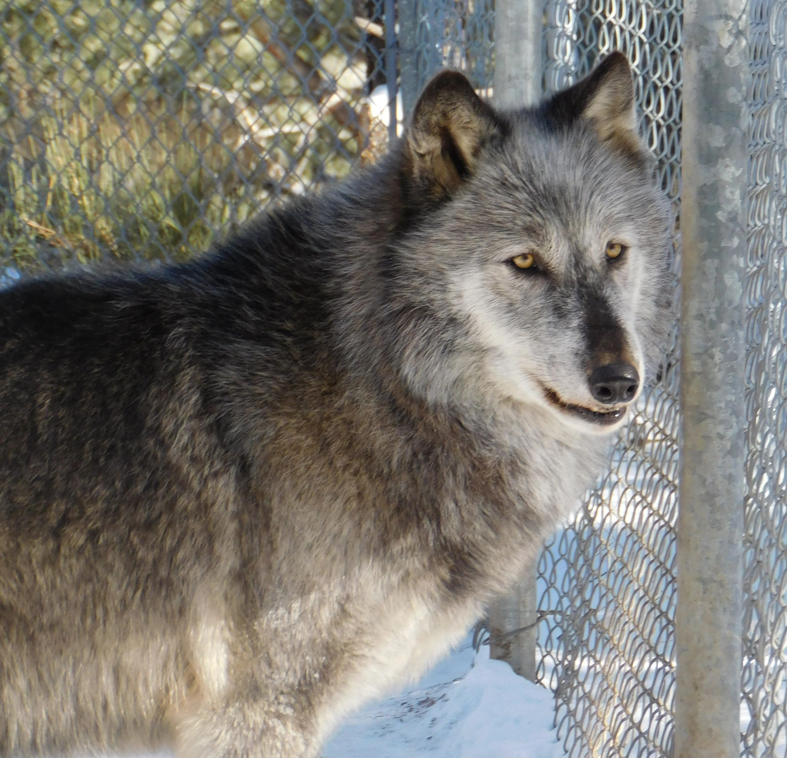 Wolves and the Ecosystem | Kennedy Meadows Wild Canine Conservation
