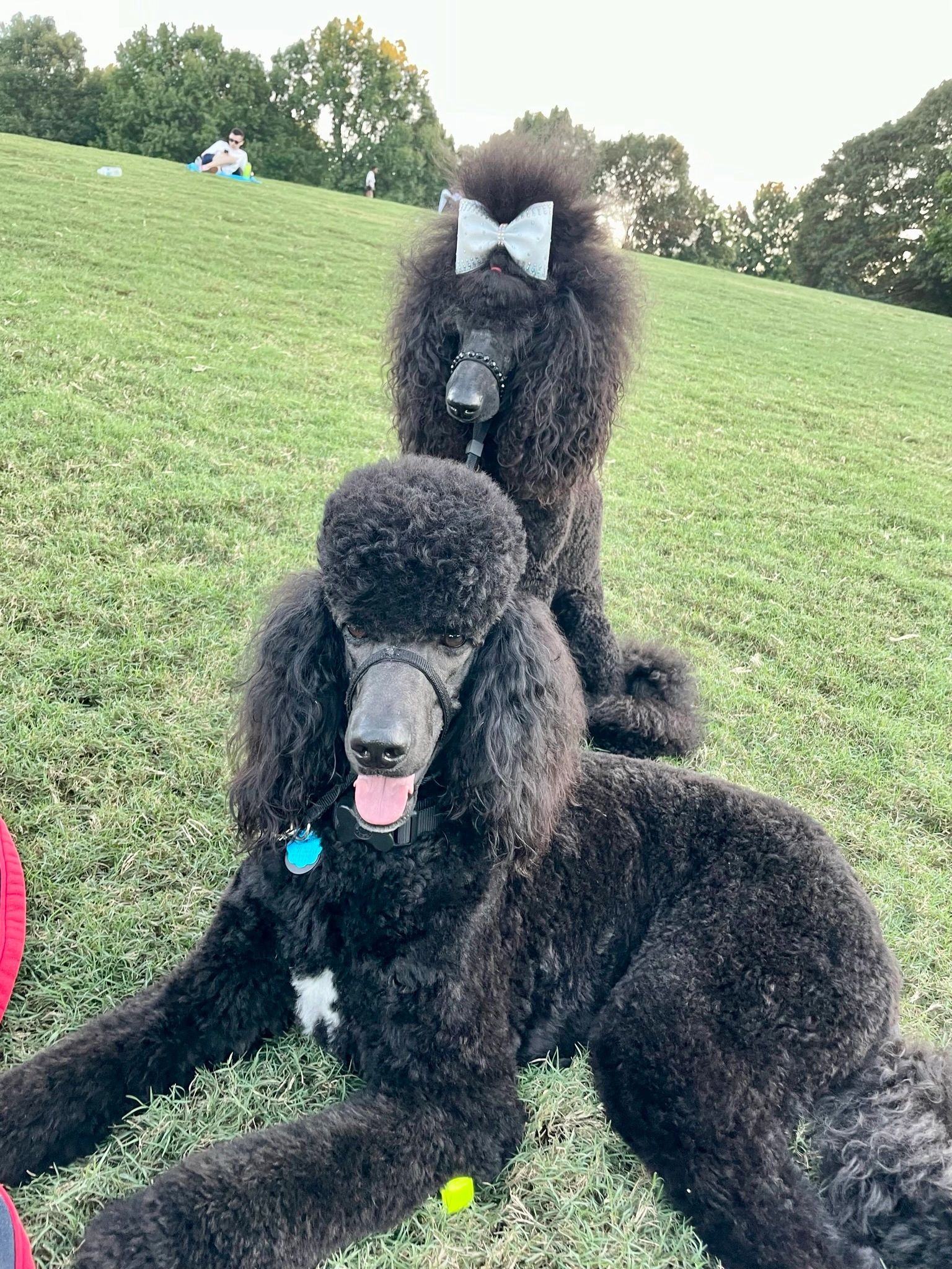 What Is A Akc Poodle