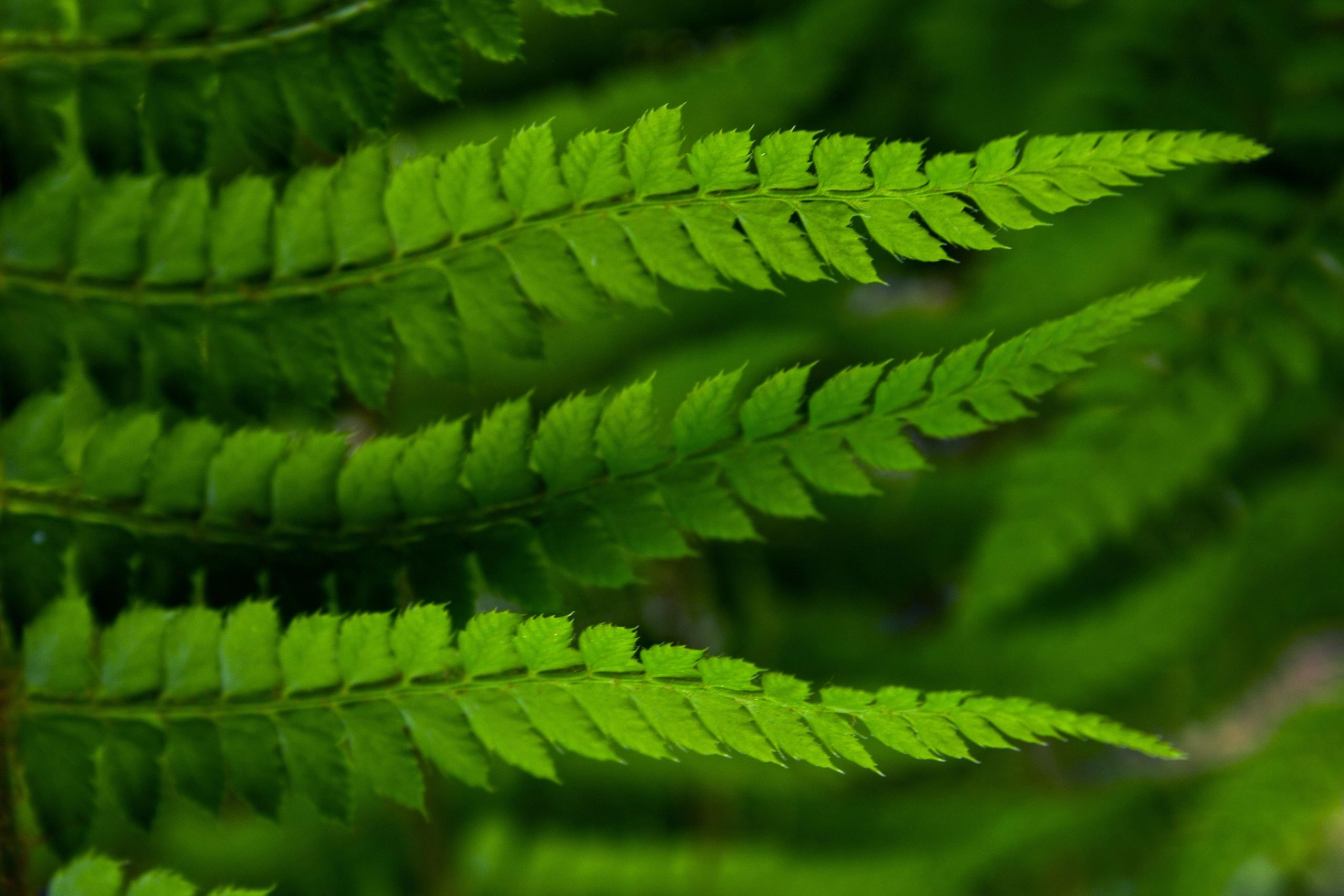 Welcome [forwardfocustherapy.com]