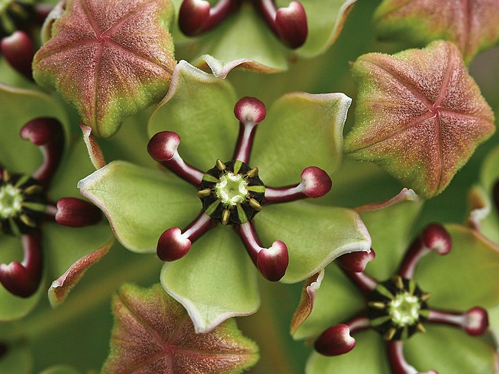 Alan Klemp Photography - Flower Greeting Cards, Mandala Flower Cards