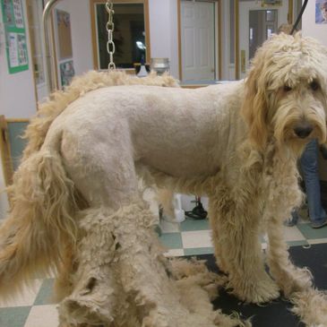 Mobile Groomer - GROOMER on the GO