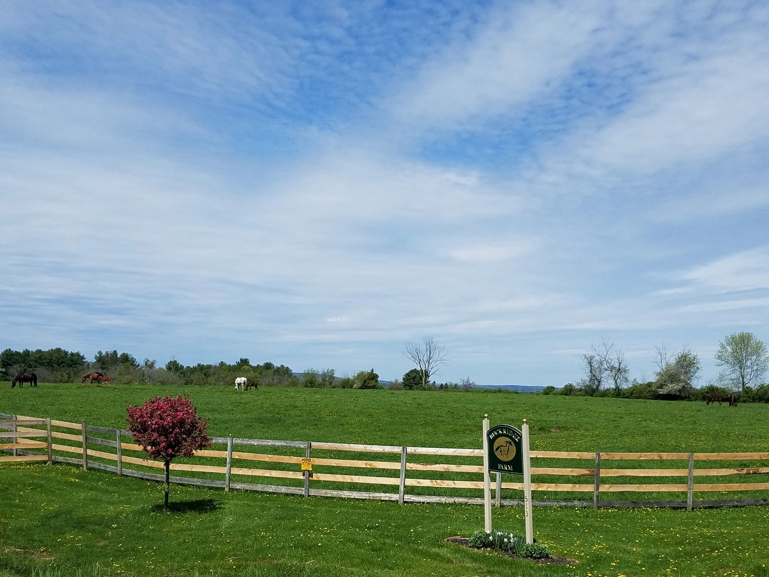 Buckridge Farm - Thoroughbred Breeding, Thoroughbred Boarding